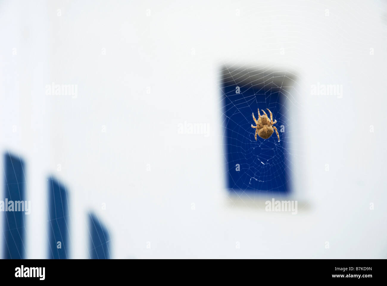 Greek spiders hi-res stock photography and images - Alamy