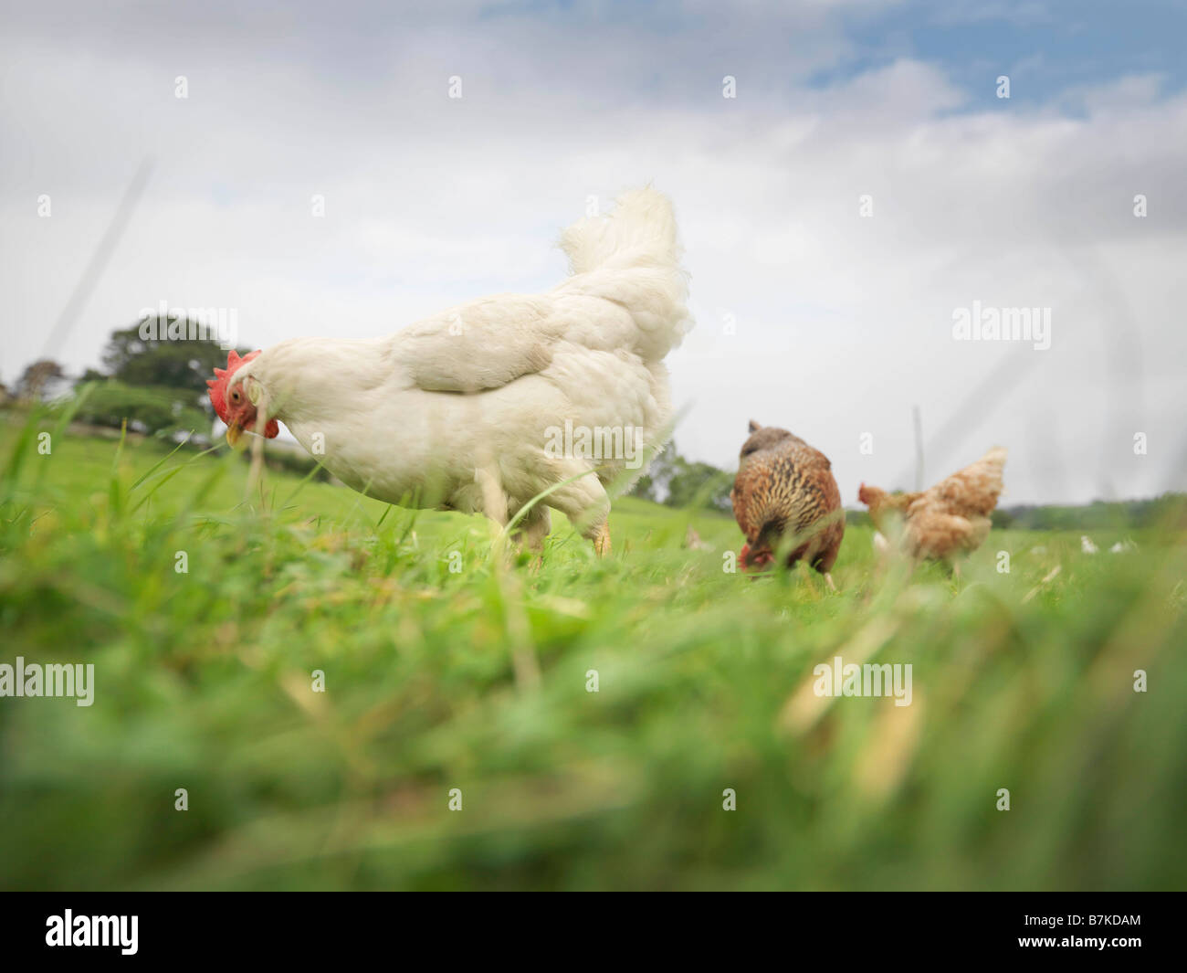 Chicken field hi-res stock photography and images - Alamy