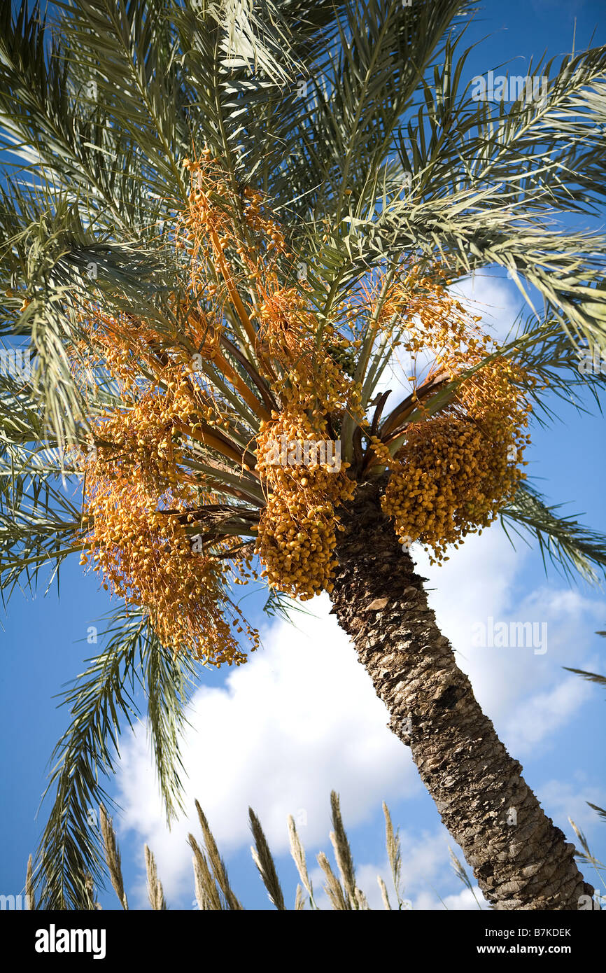 Palm tree outdoors hi-res stock photography and images - Alamy