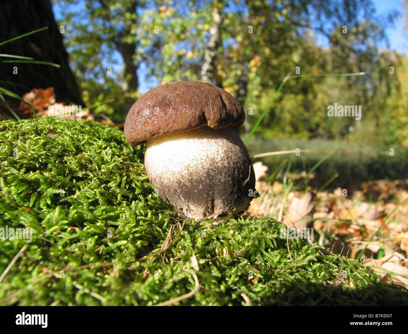 Mushroom, Edible Boletus Stock Photo - Alamy