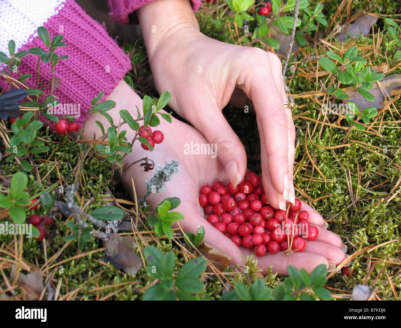 Cranberry picker hi-res stock photography and images - Alamy