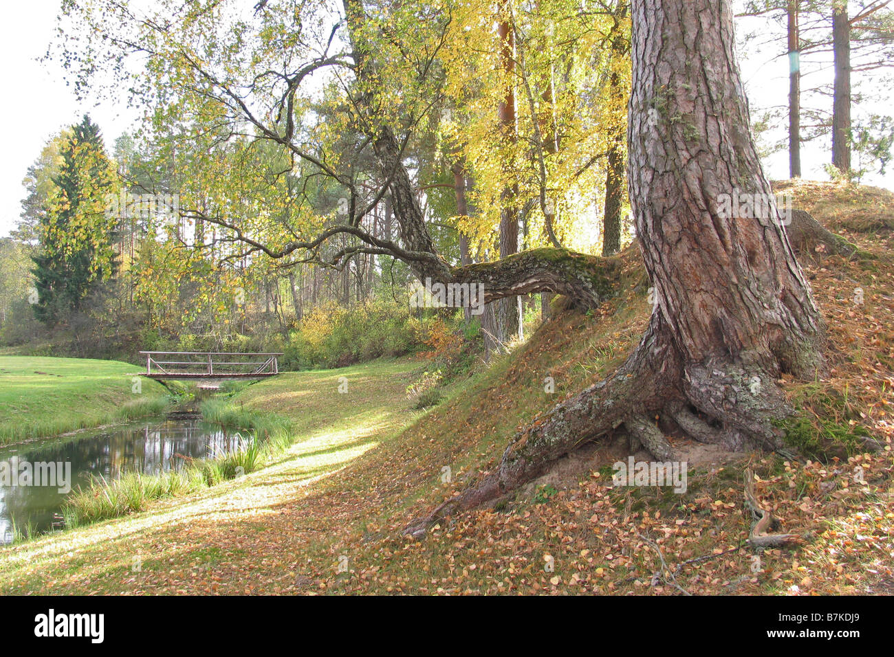 Warped tree trunk hi-res stock photography and images - Alamy
