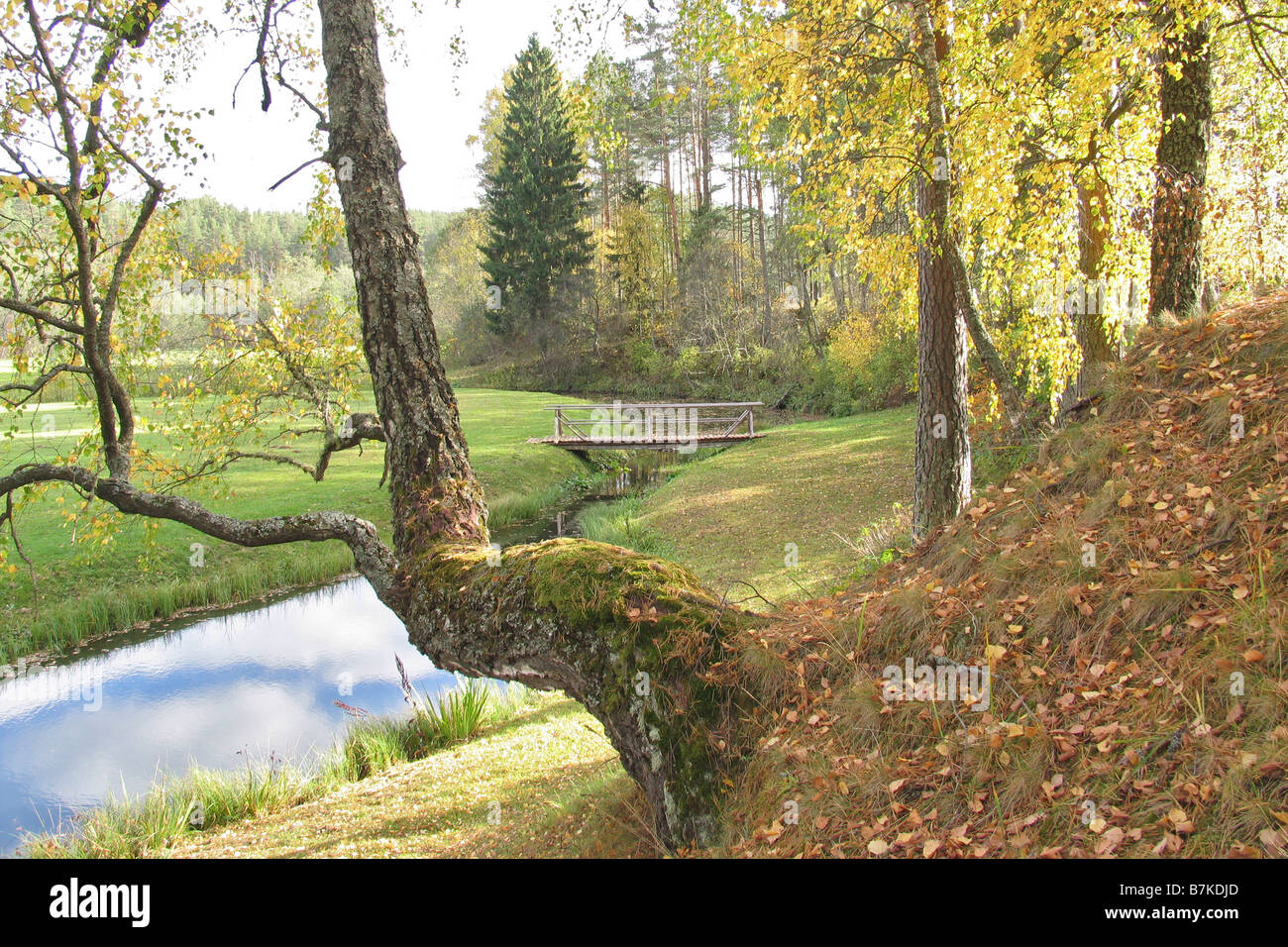 Warped Tree Trunk High Resolution Stock Photography and Images - Alamy