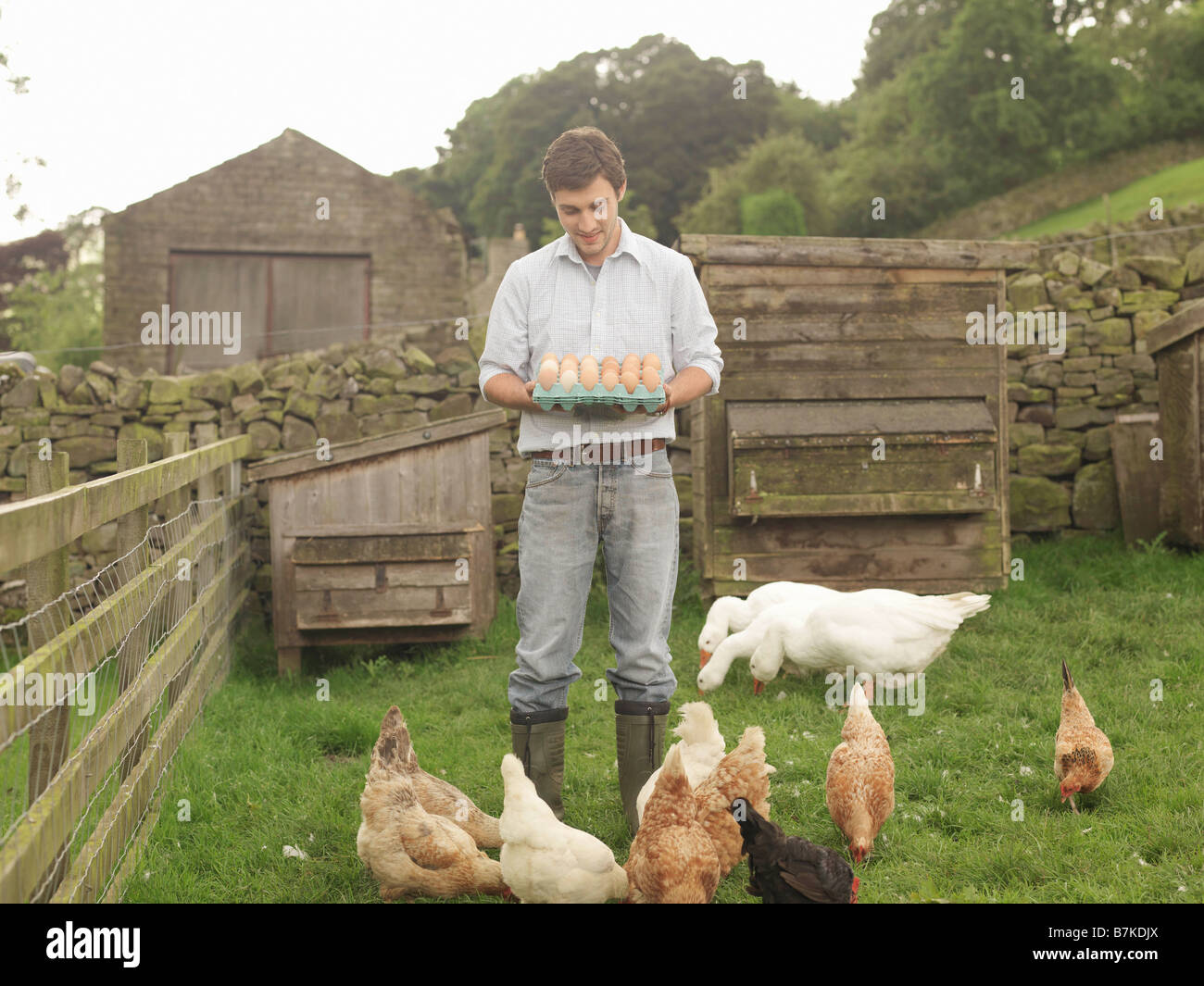 Brown egg laying hen hi-res stock photography and images - Alamy