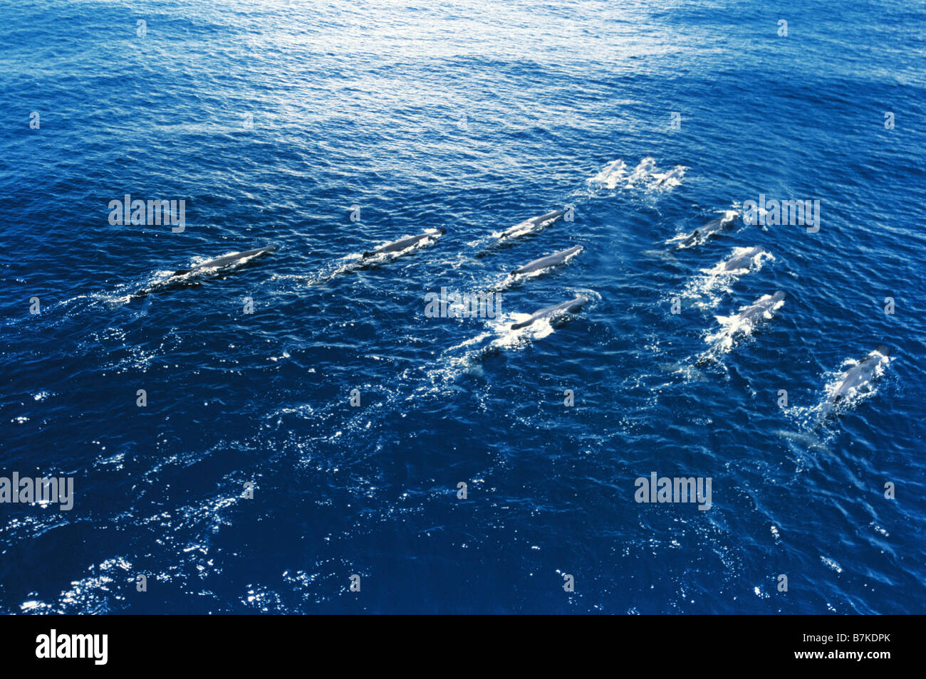 Swimming with sperm whales hi-res stock photography and images - Alamy