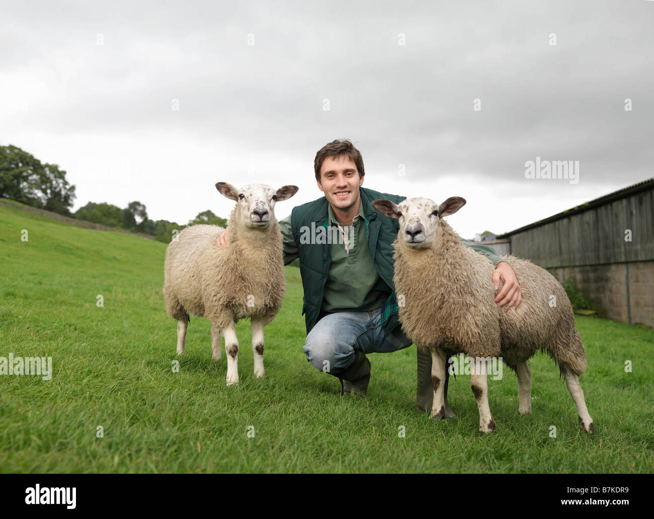 Two Sheep Stock Photos & Two Sheep Stock Images - Alamy