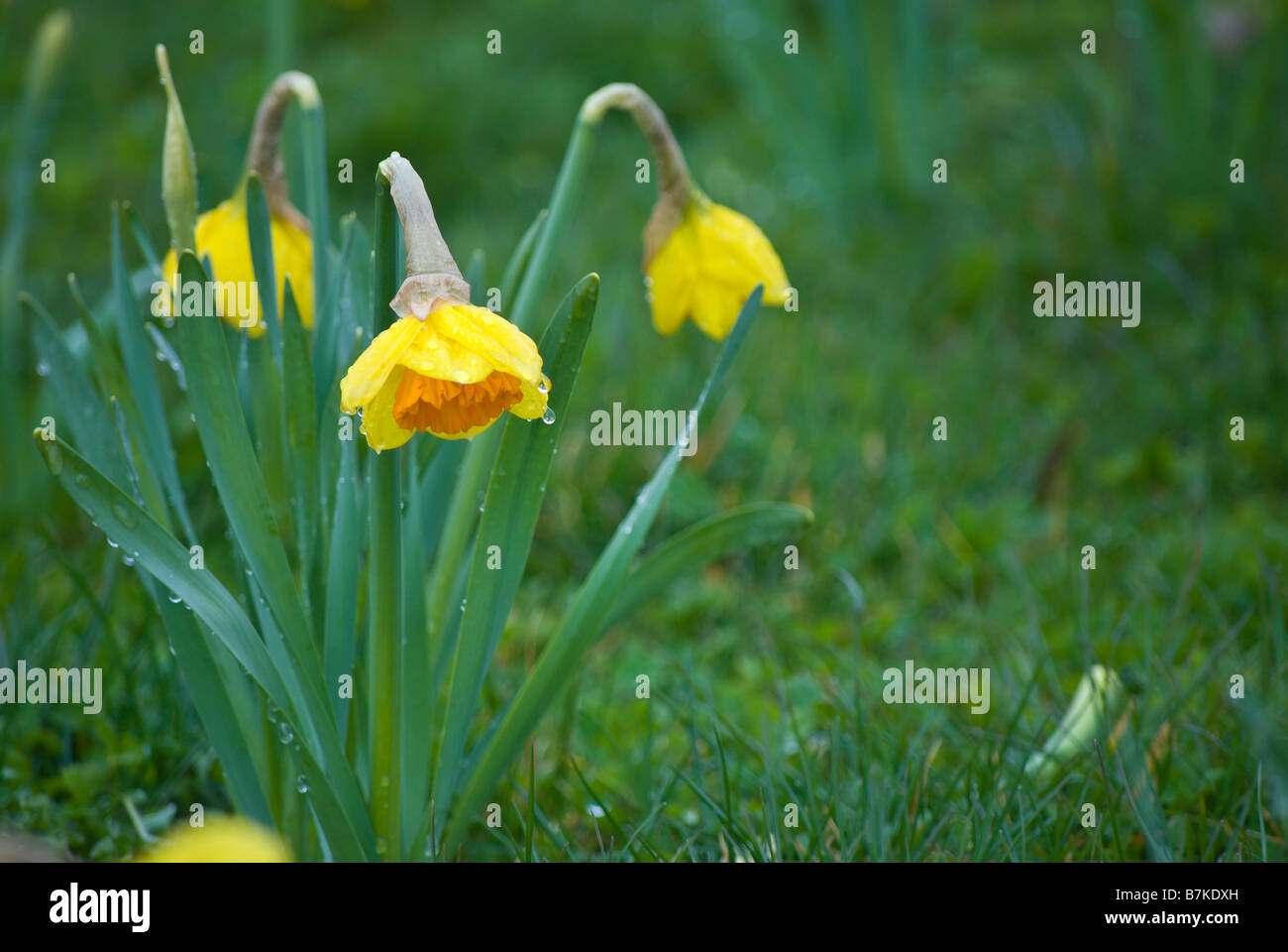 Daffodils with rain drops after a spring shower Stock Photo - Alamy