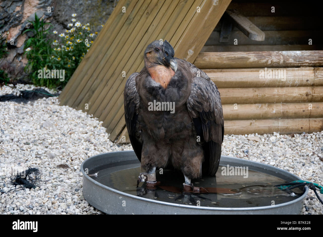 Captive Bird of Prey Specatcle at the Castle Bouillon Ardennes Wallonia ...