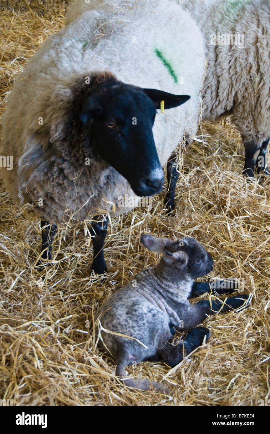Breeding ewe hi-res stock photography and images - Alamy