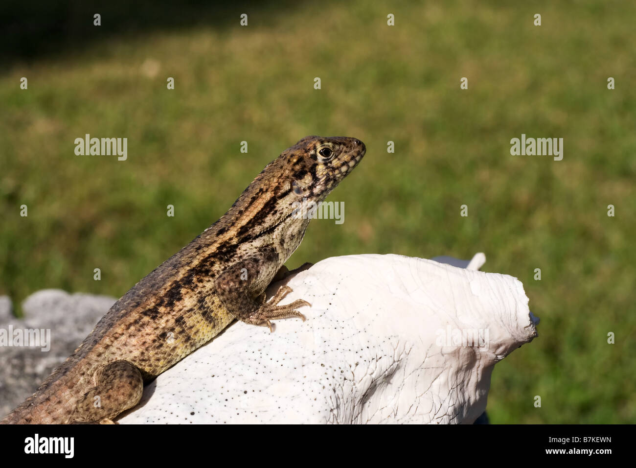 gecko taking in the heat from the sun Stock Photo - Alamy