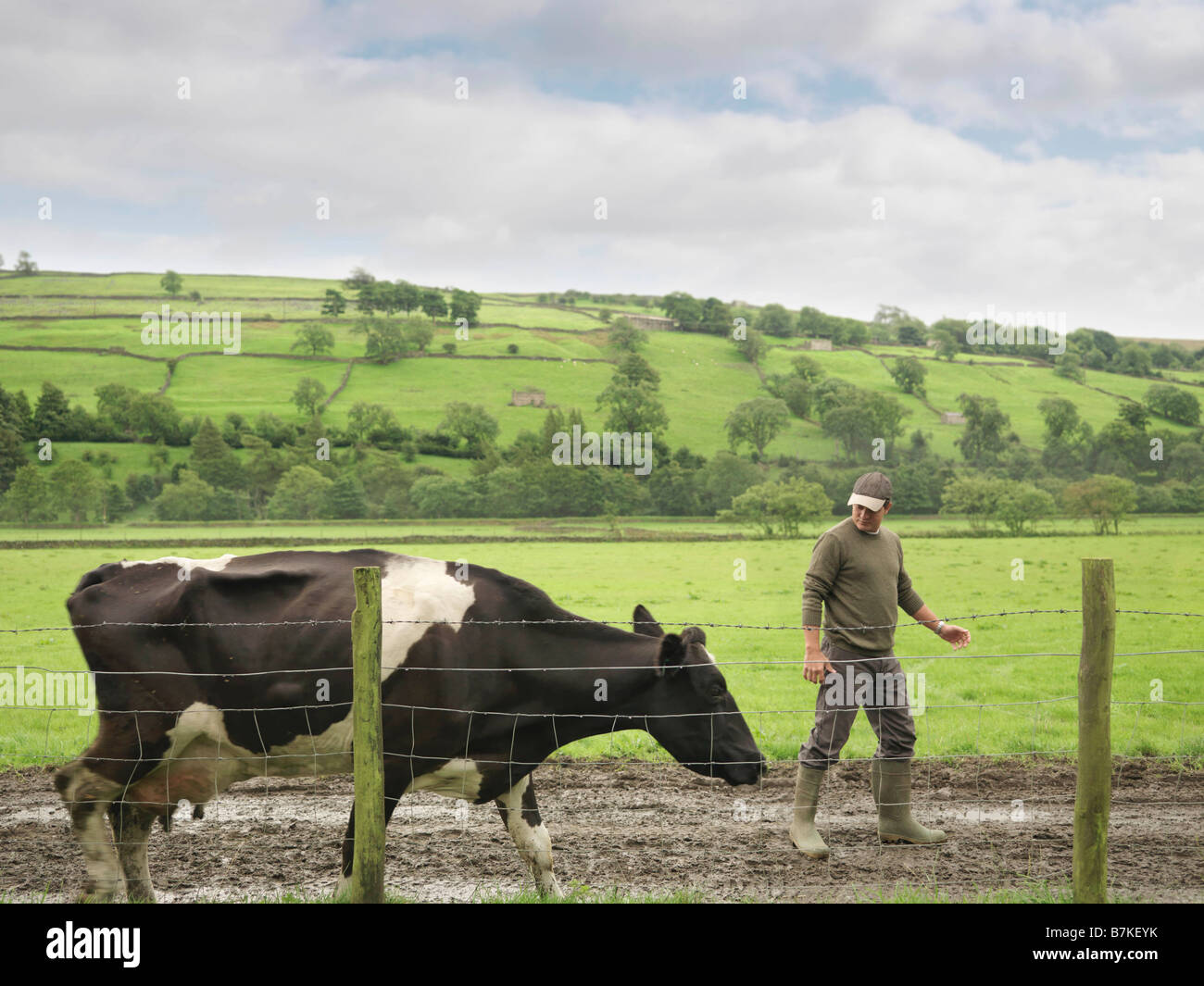 Side view cow hi-res stock photography and images - Alamy
