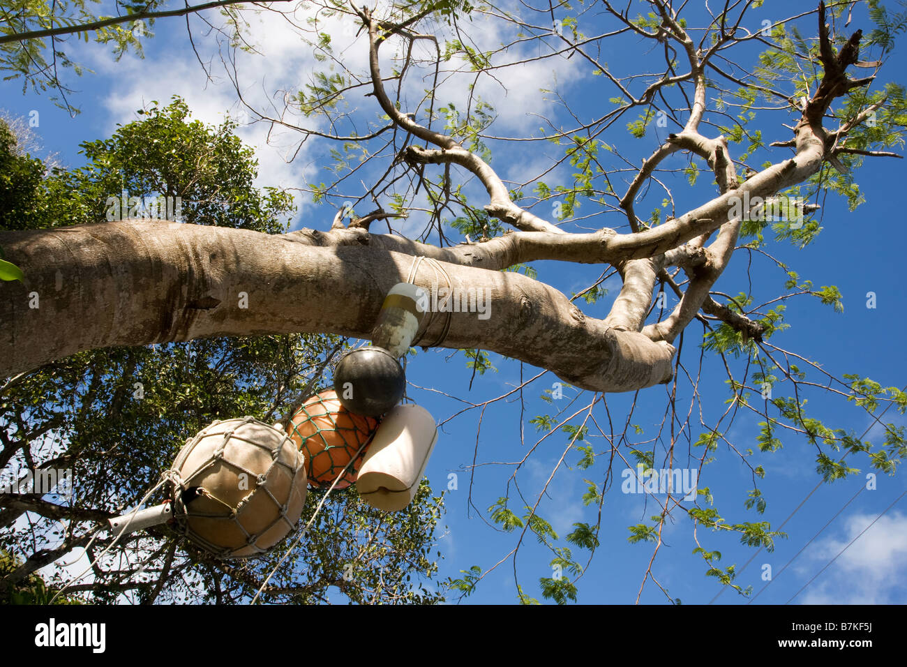 assorted floats hanging on tree with blue sky background Stock Photo ...