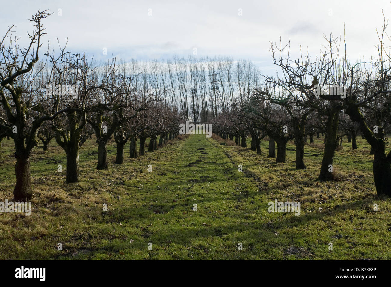 field of apple trees Stock Photo - Alamy