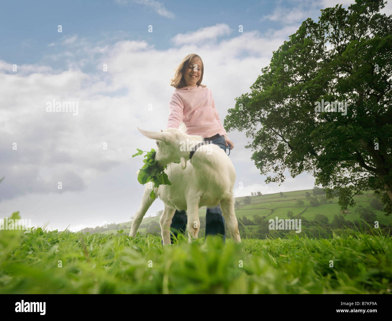 Grazing Goat High Resolution Stock Photography and Images - Alamy