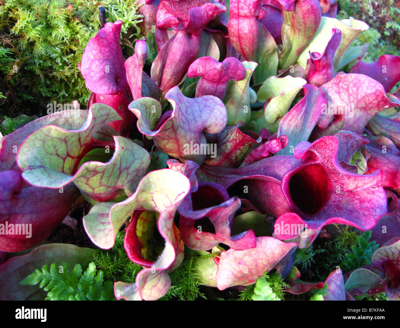 Pitcher plant sarracenia purpurea hi-res stock photography and images ...