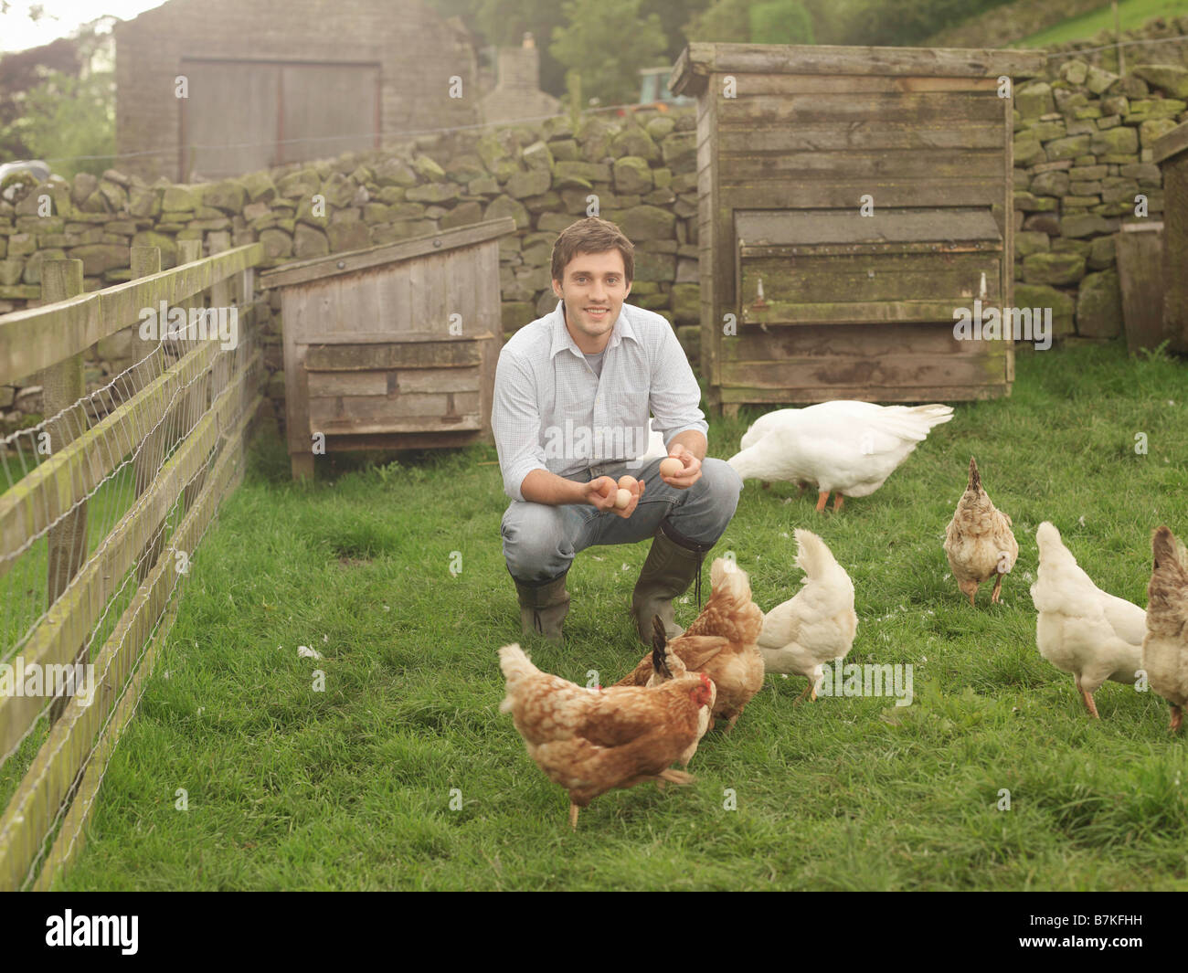 Brown egg laying hen hi-res stock photography and images - Alamy