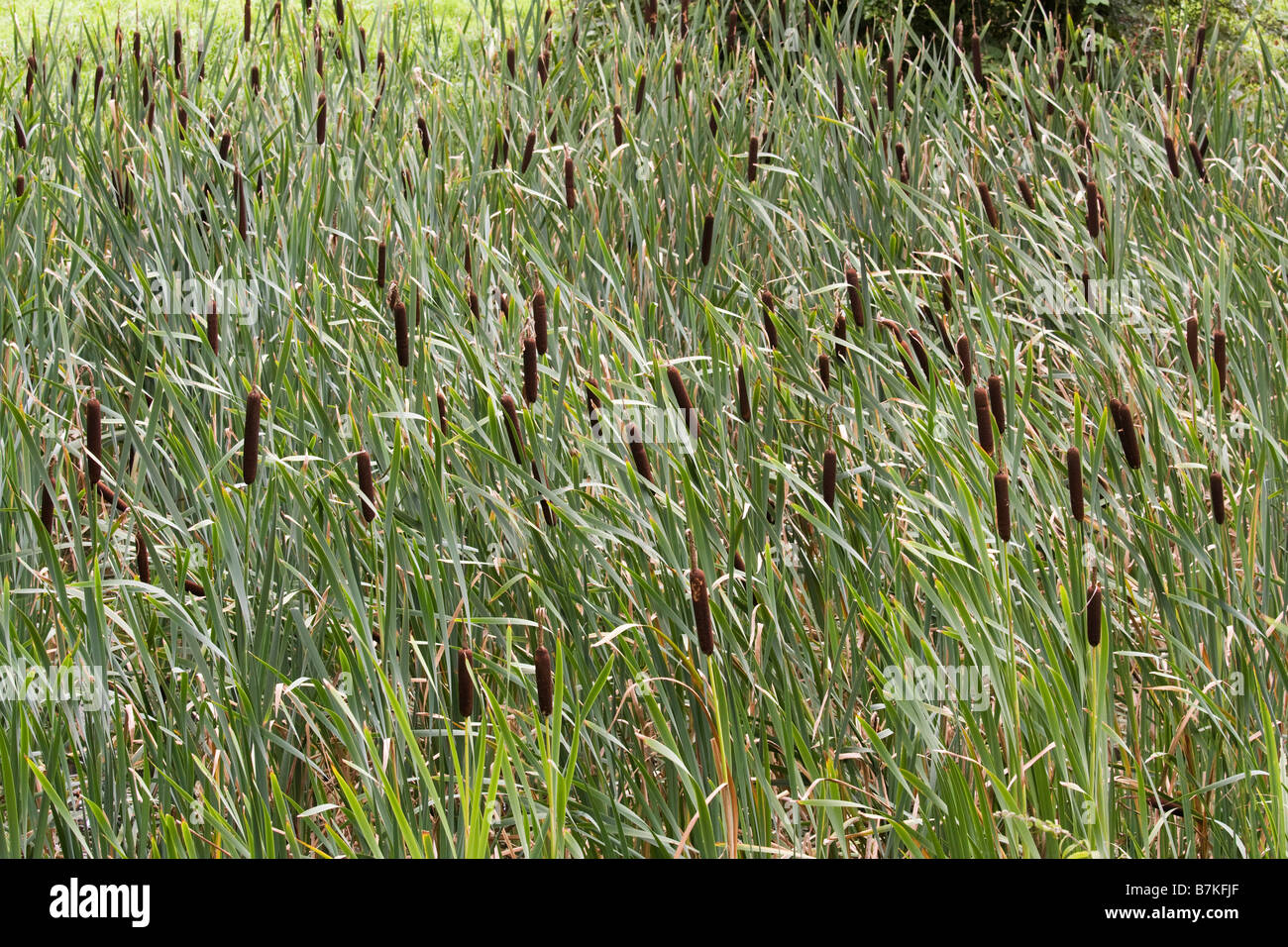 reed grass in a field in summer Stock Photo - Alamy