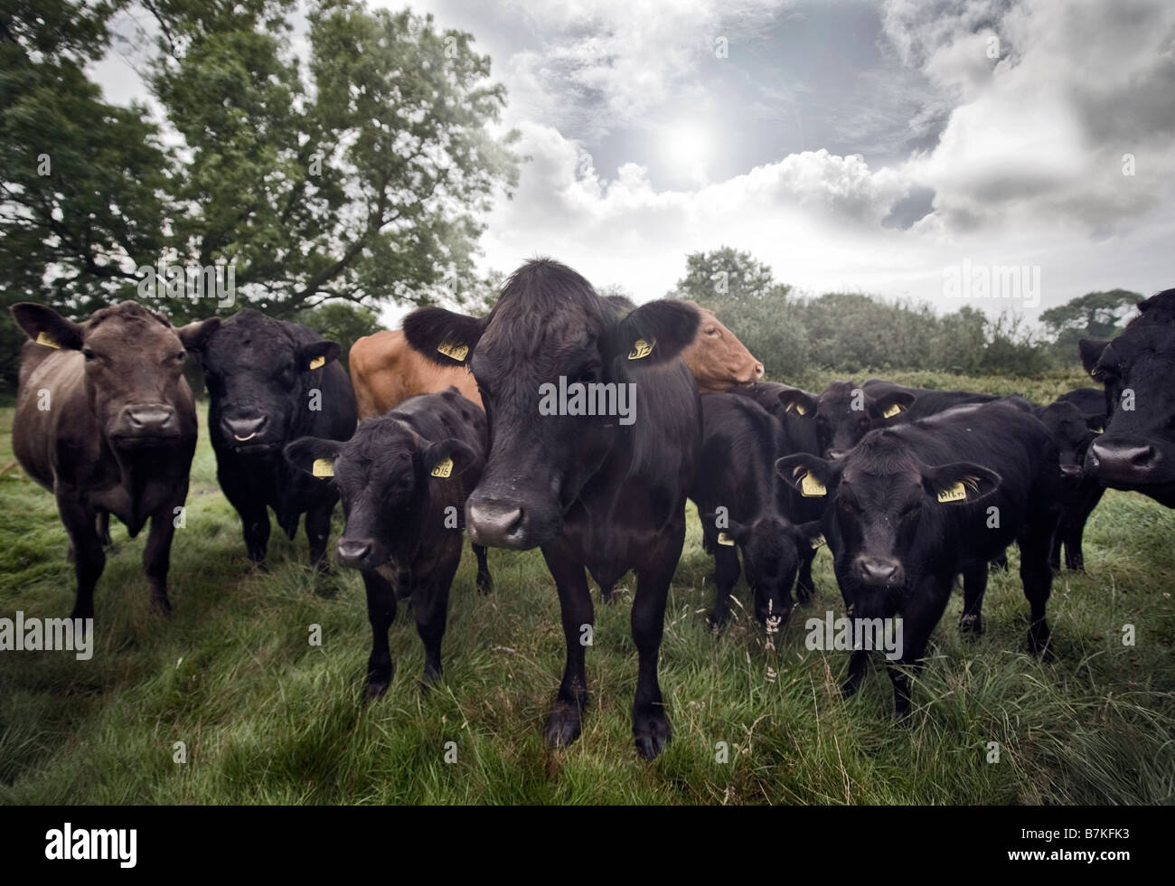 Herd instinct hi-res stock photography and images - Alamy
