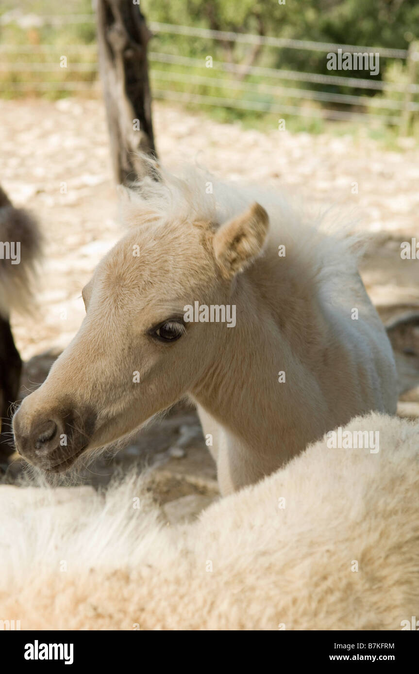 Baby horse hoof hi-res stock photography and images - Alamy