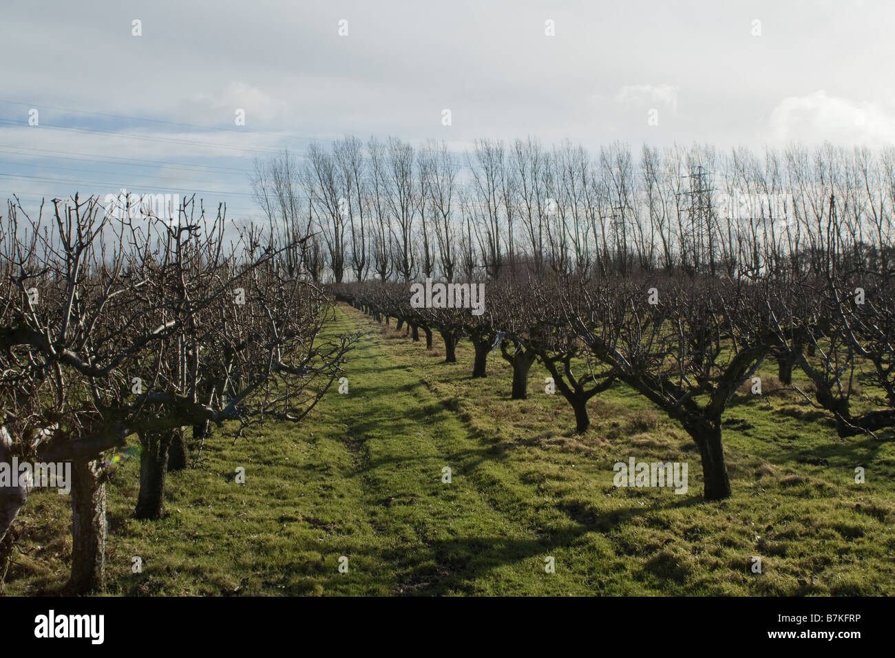 field of apple trees Stock Photo - Alamy