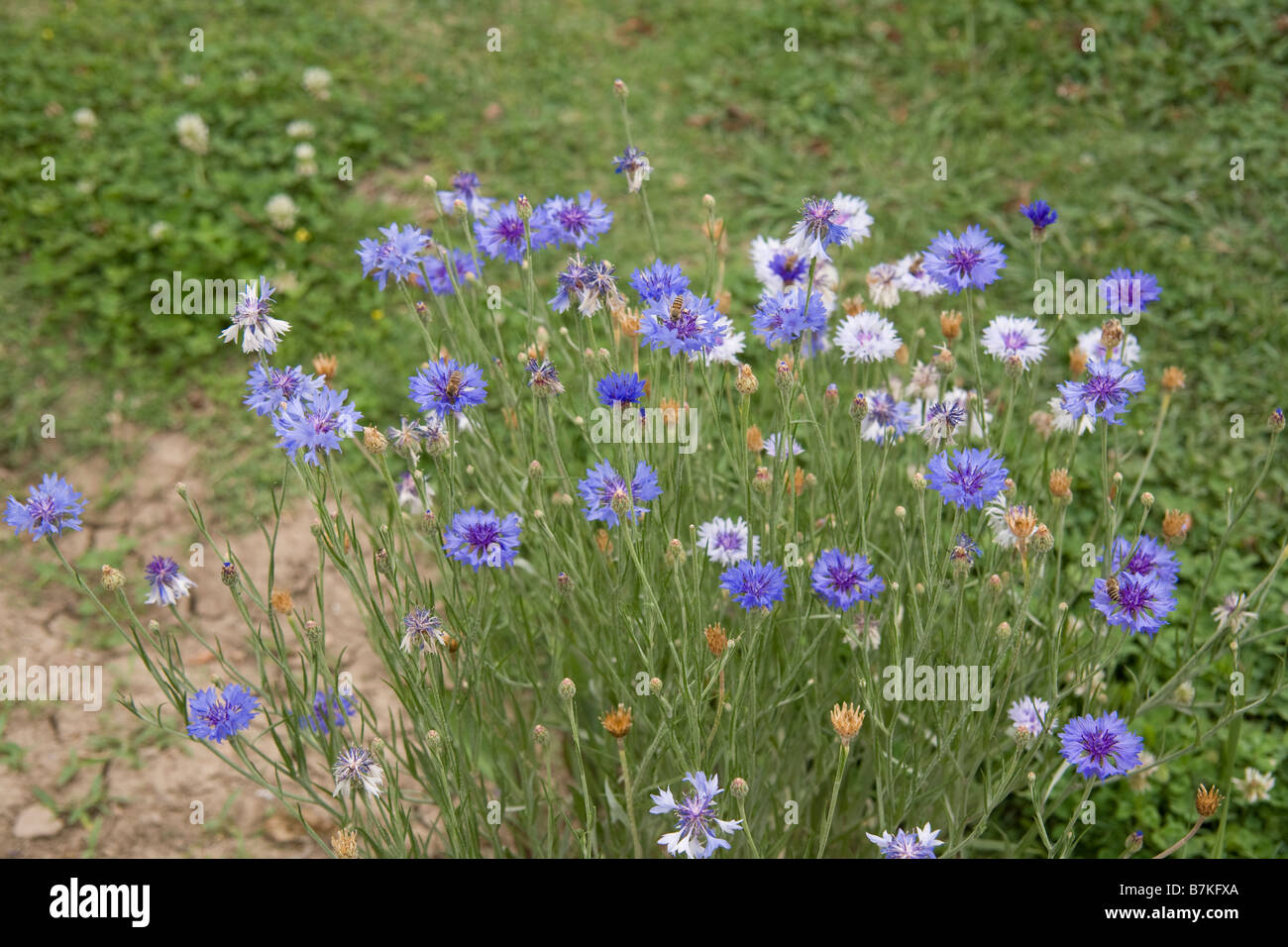 Kashmir landscape gulmarg culture travel tourism politics diversity ...