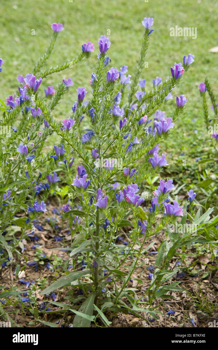 Hotel gulmarg hi-res stock photography and images - Alamy