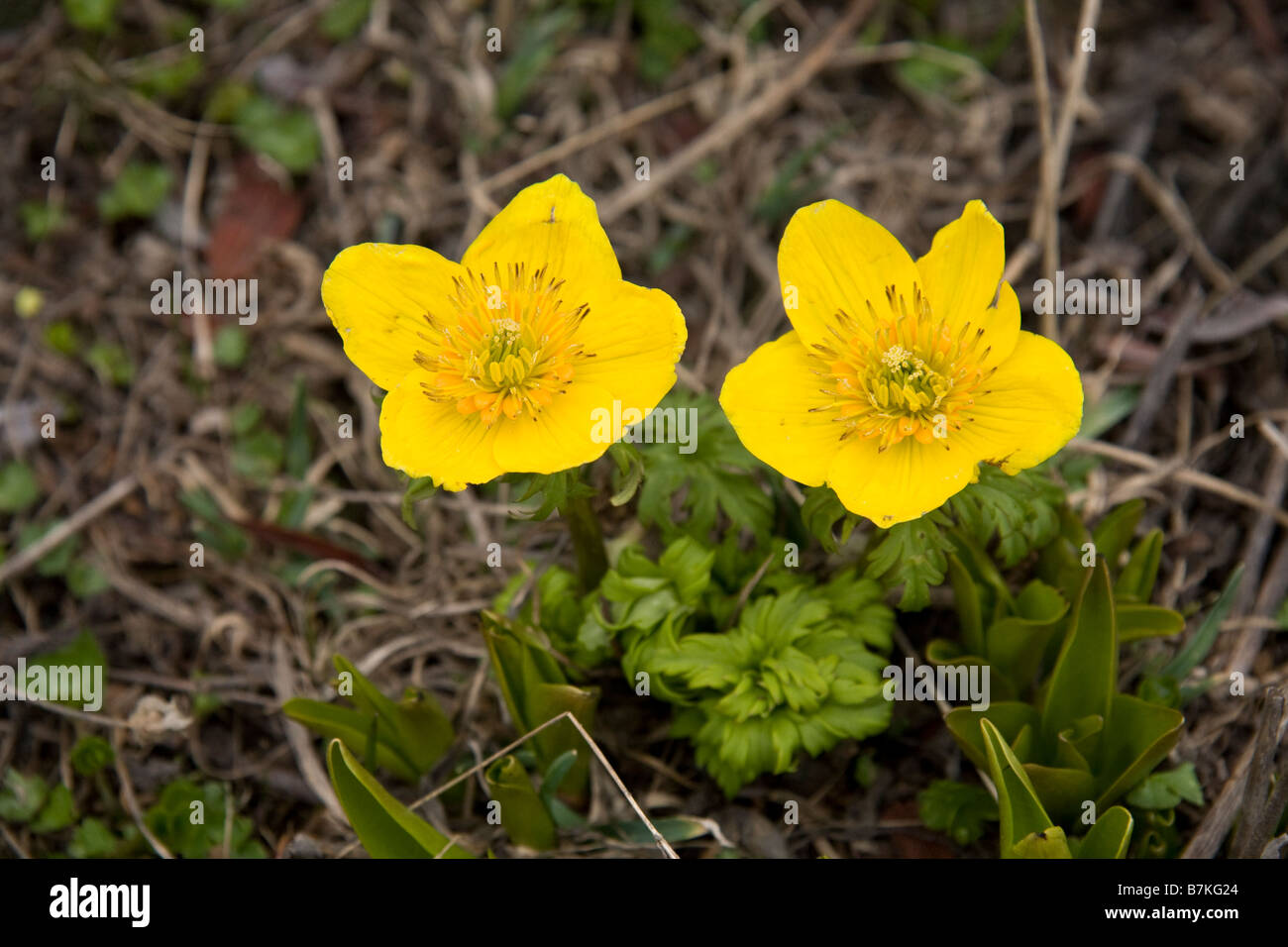 Kashmir landscape gulmarg culture travel tourism politics diversity ...