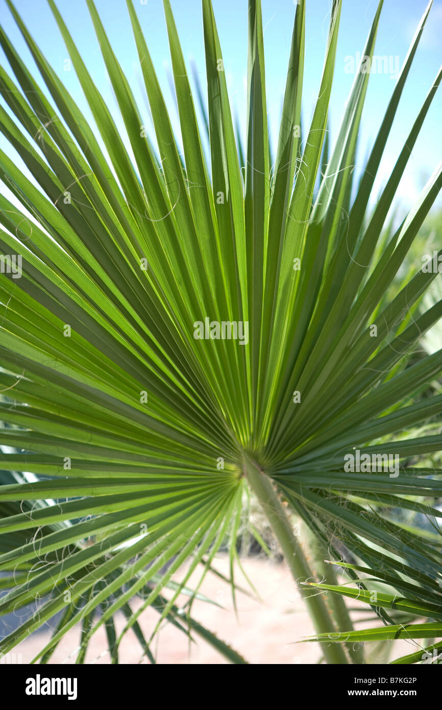 Palm leaf details hi-res stock photography and images - Alamy