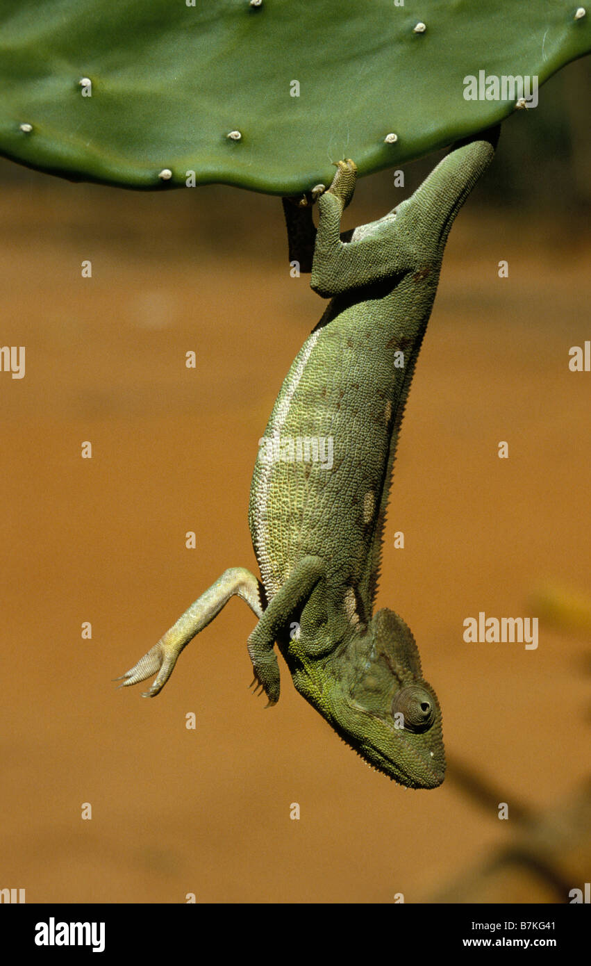 cameleon CHAMELEON MADAGASCAR Chamaeleon Chamaeleons Nature Sauria ...