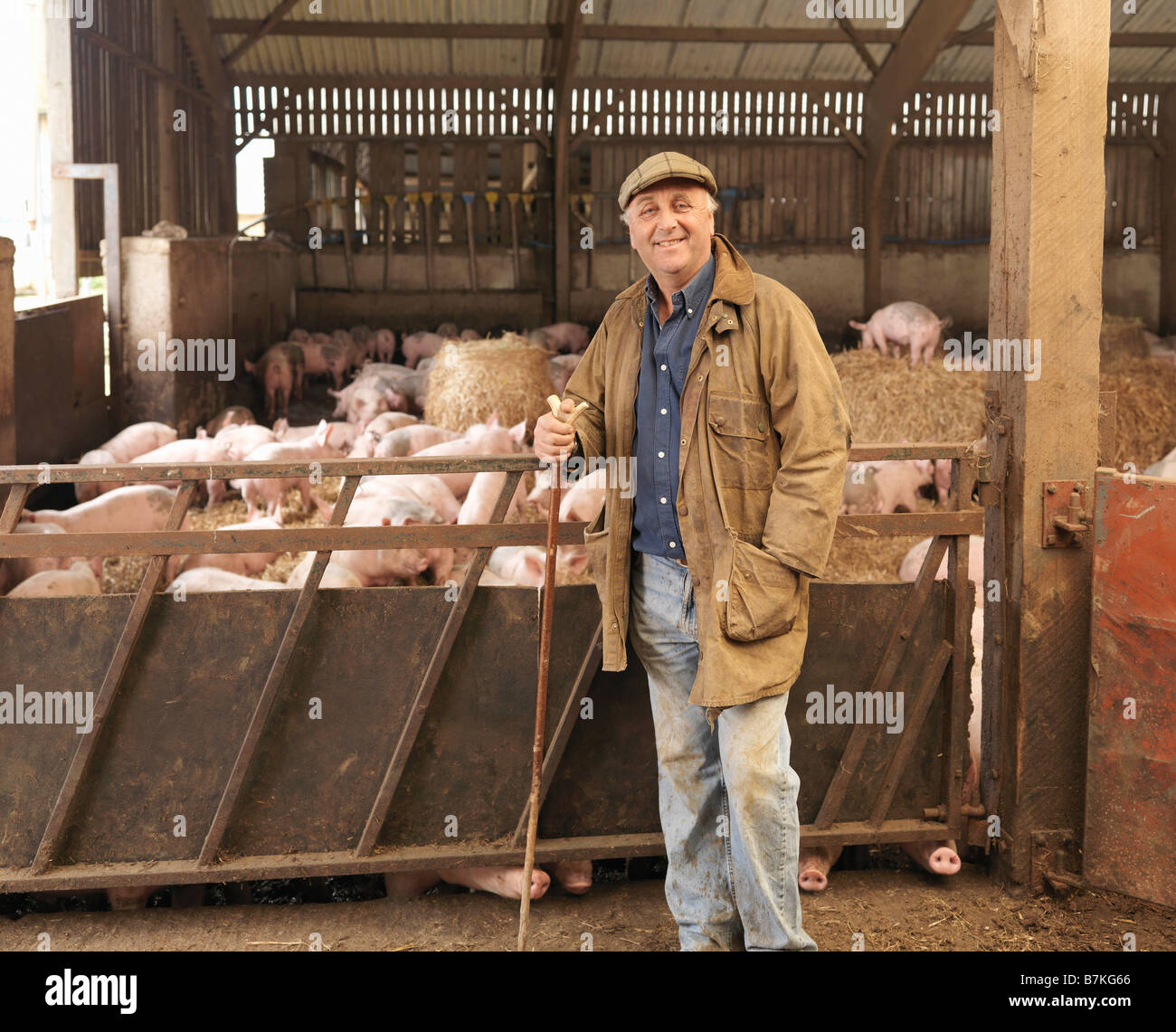 Real pigs hi-res stock photography and images - Alamy