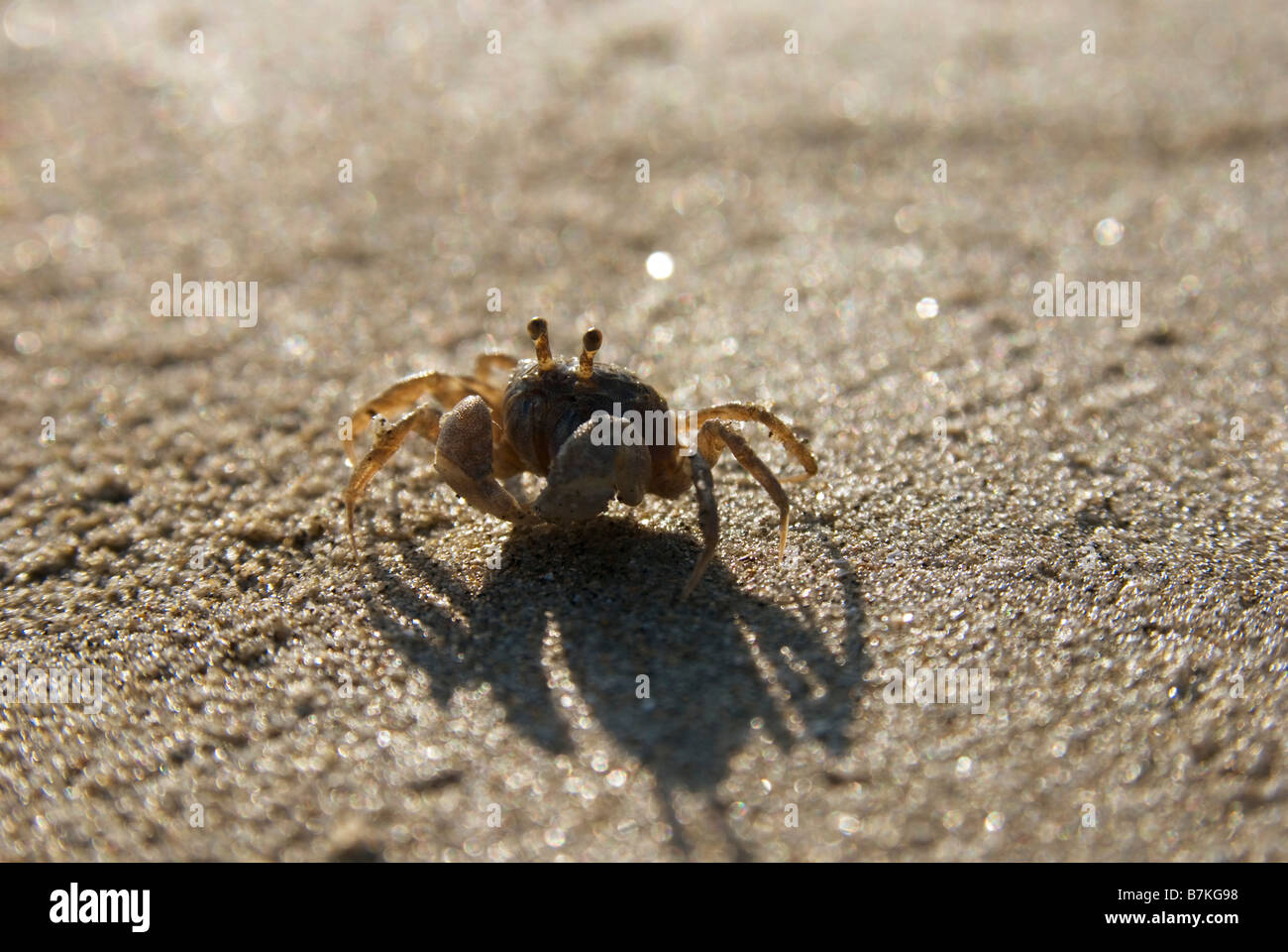 Close-up of a sand crab on beach Stock Photo - Alamy