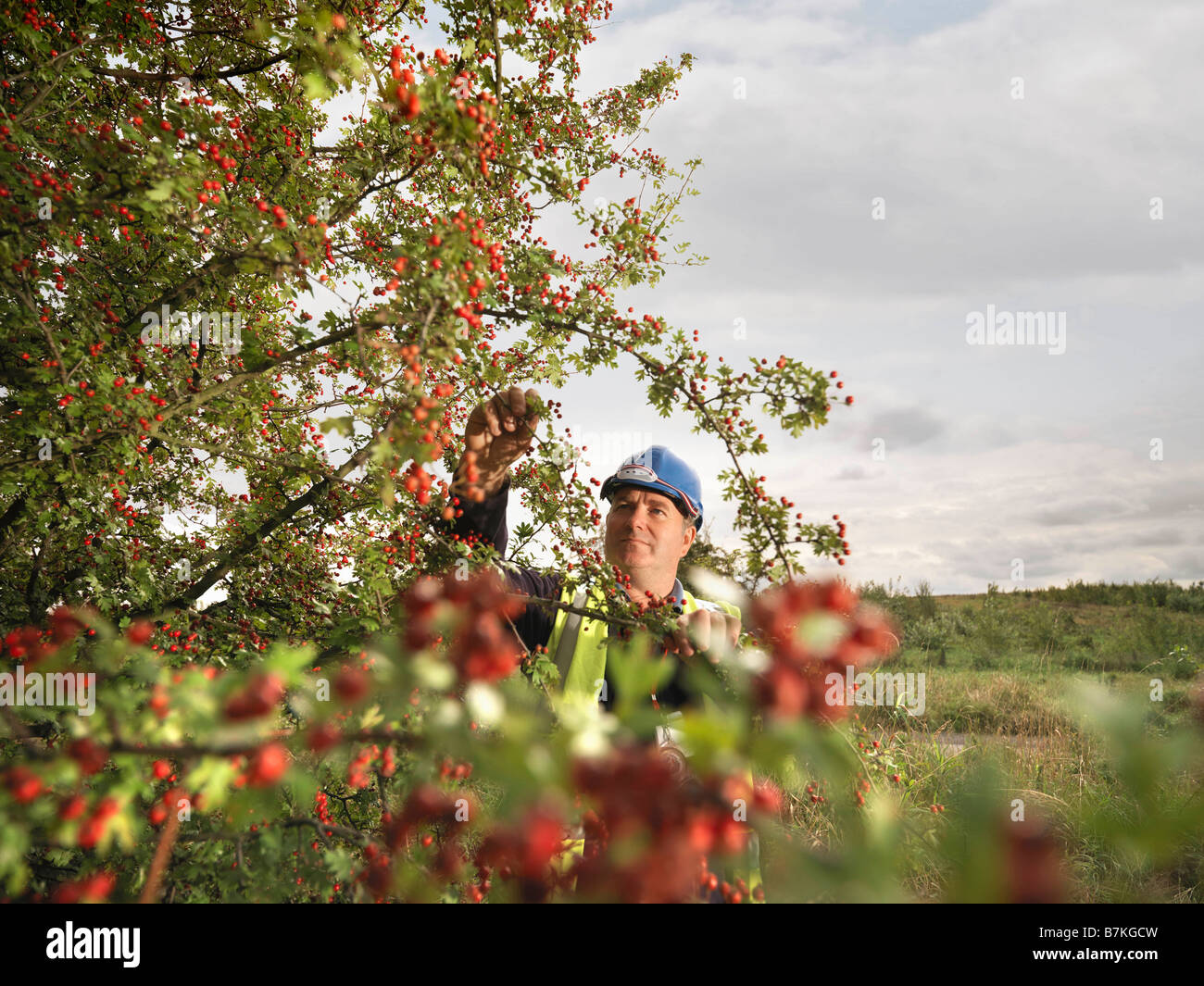 Preservation tree hi-res stock photography and images - Alamy