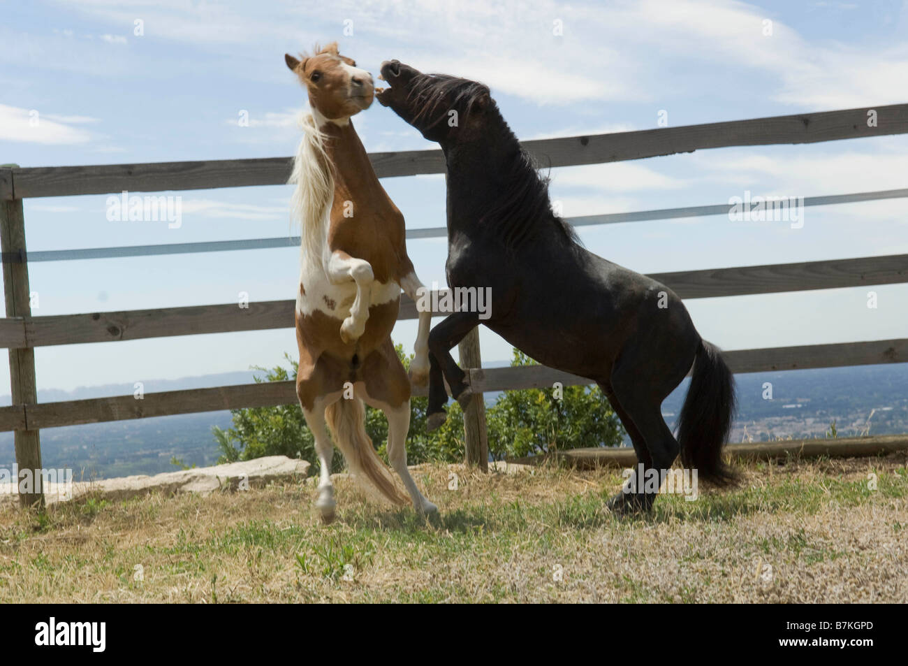 Frolicking hi-res stock photography and images - Alamy