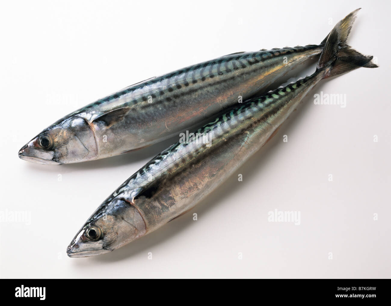 Two raw mackerel fish Cut Out Stock Images & Pictures - Alamy