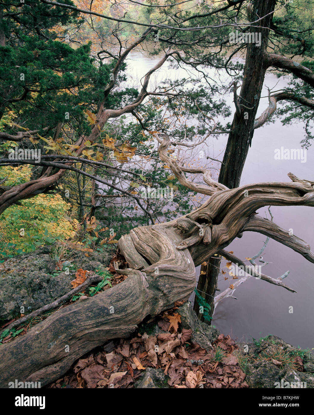 Cedar River and autumn trees, Palisades Kepler State Park, Linn County ...