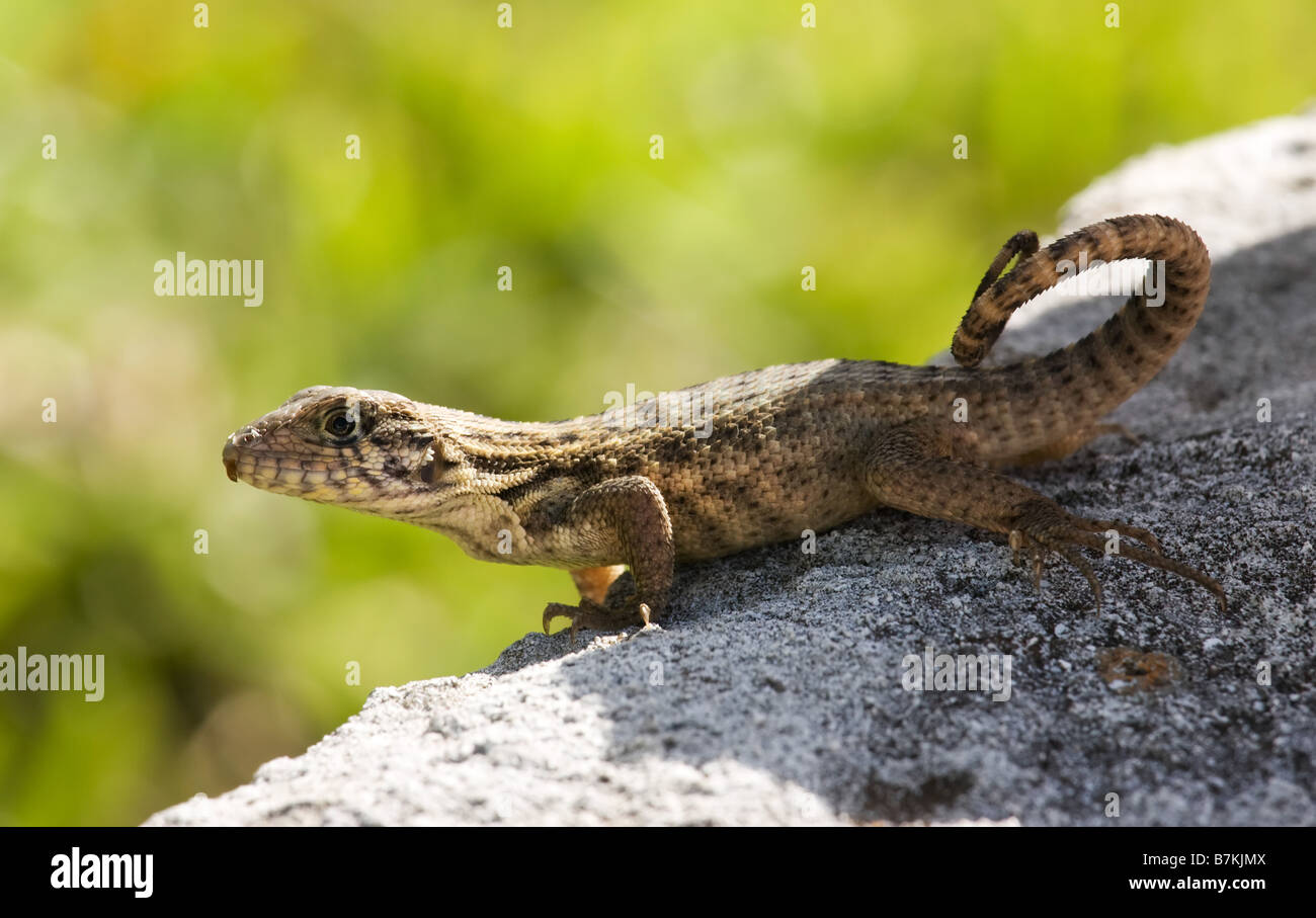 gecko lizard sunning itself on wall by conch shell Stock Photo - Alamy
