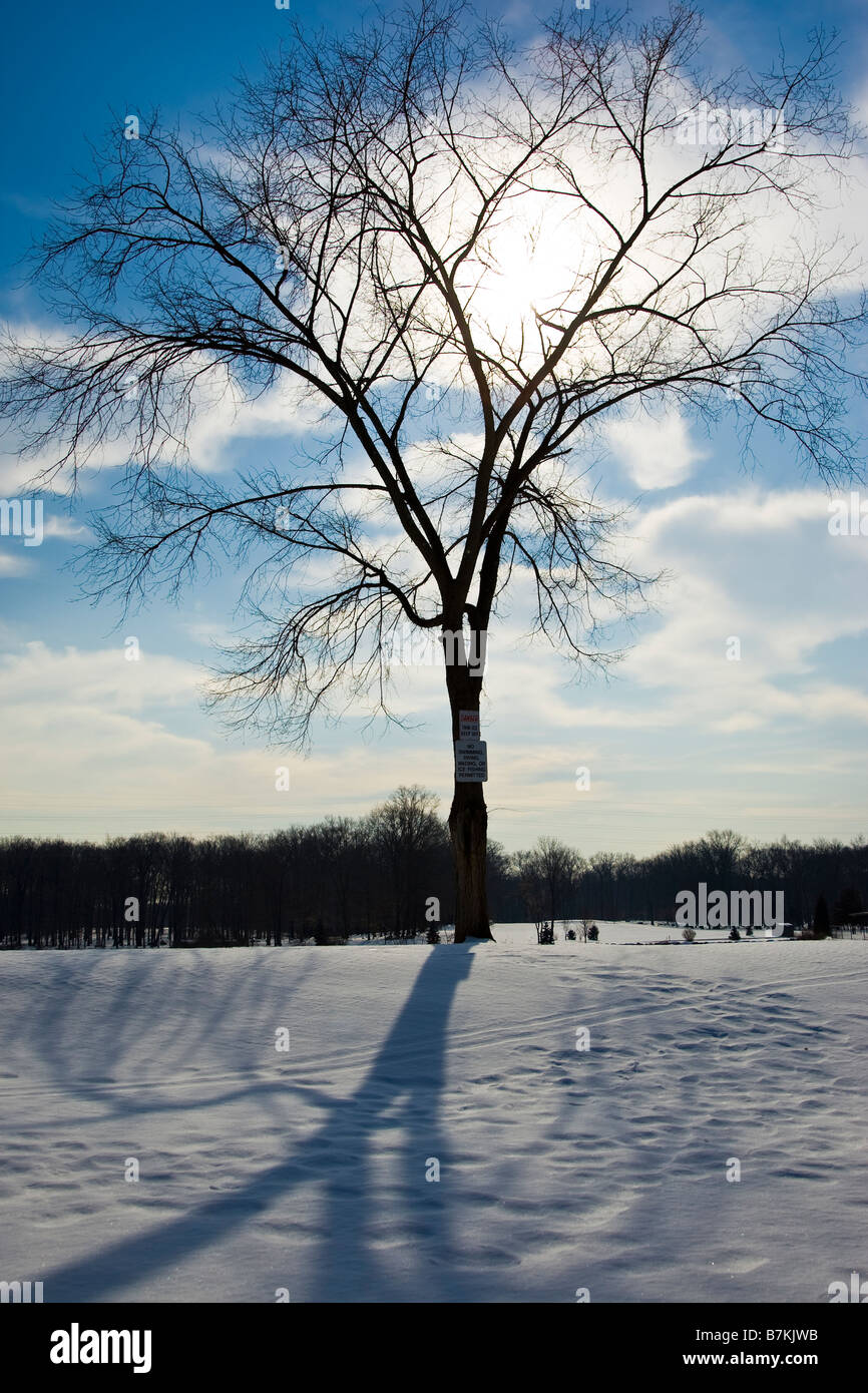 A tree in winter Stock Photo - Alamy