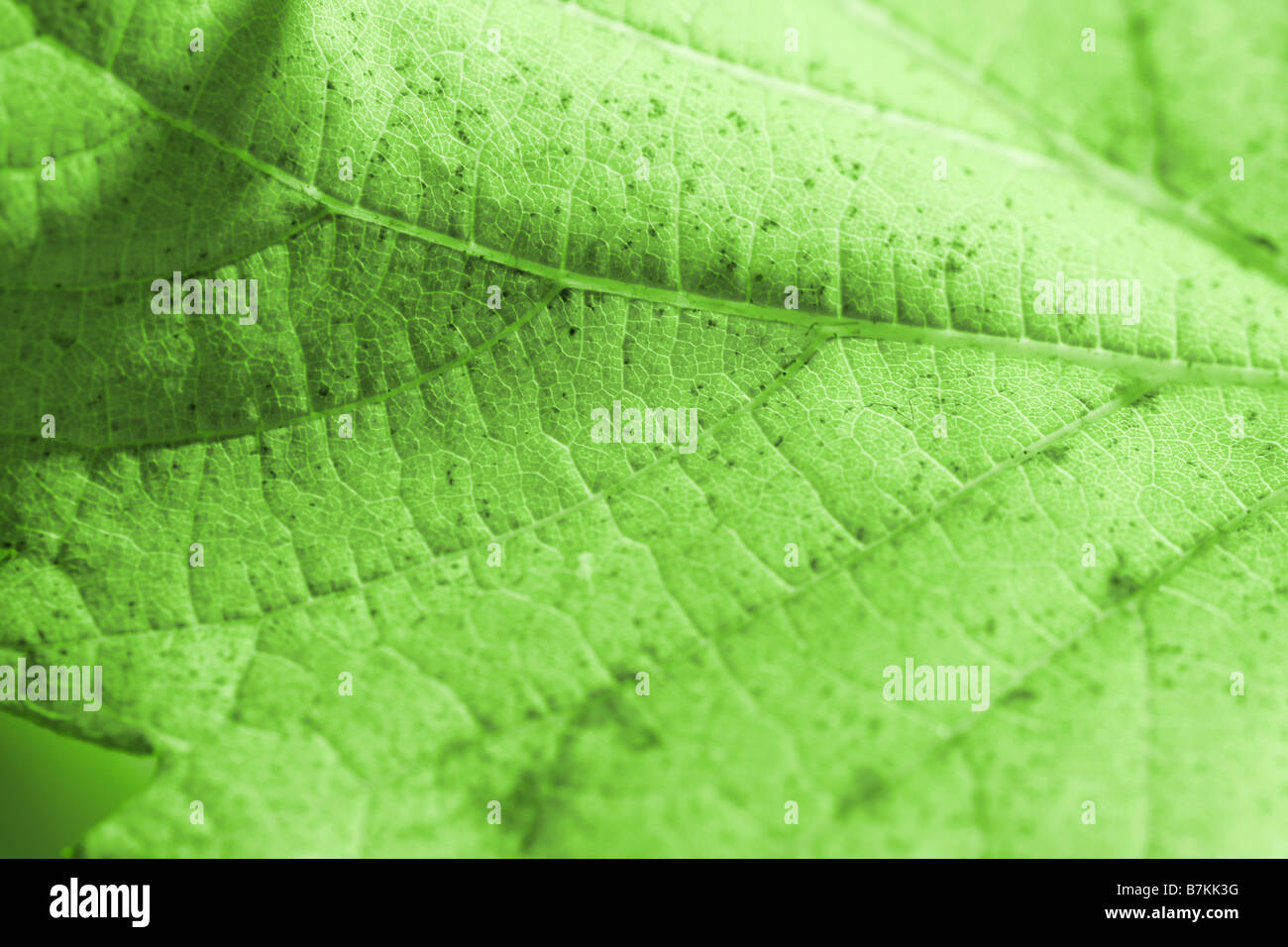 Beautiful background leaves Close-up photo Stock Photo - Alamy