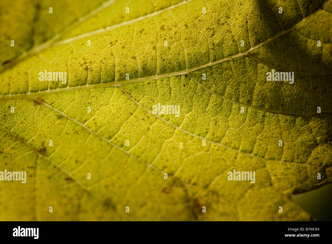 Beautiful background leaves Close-up photo Stock Photo - Alamy