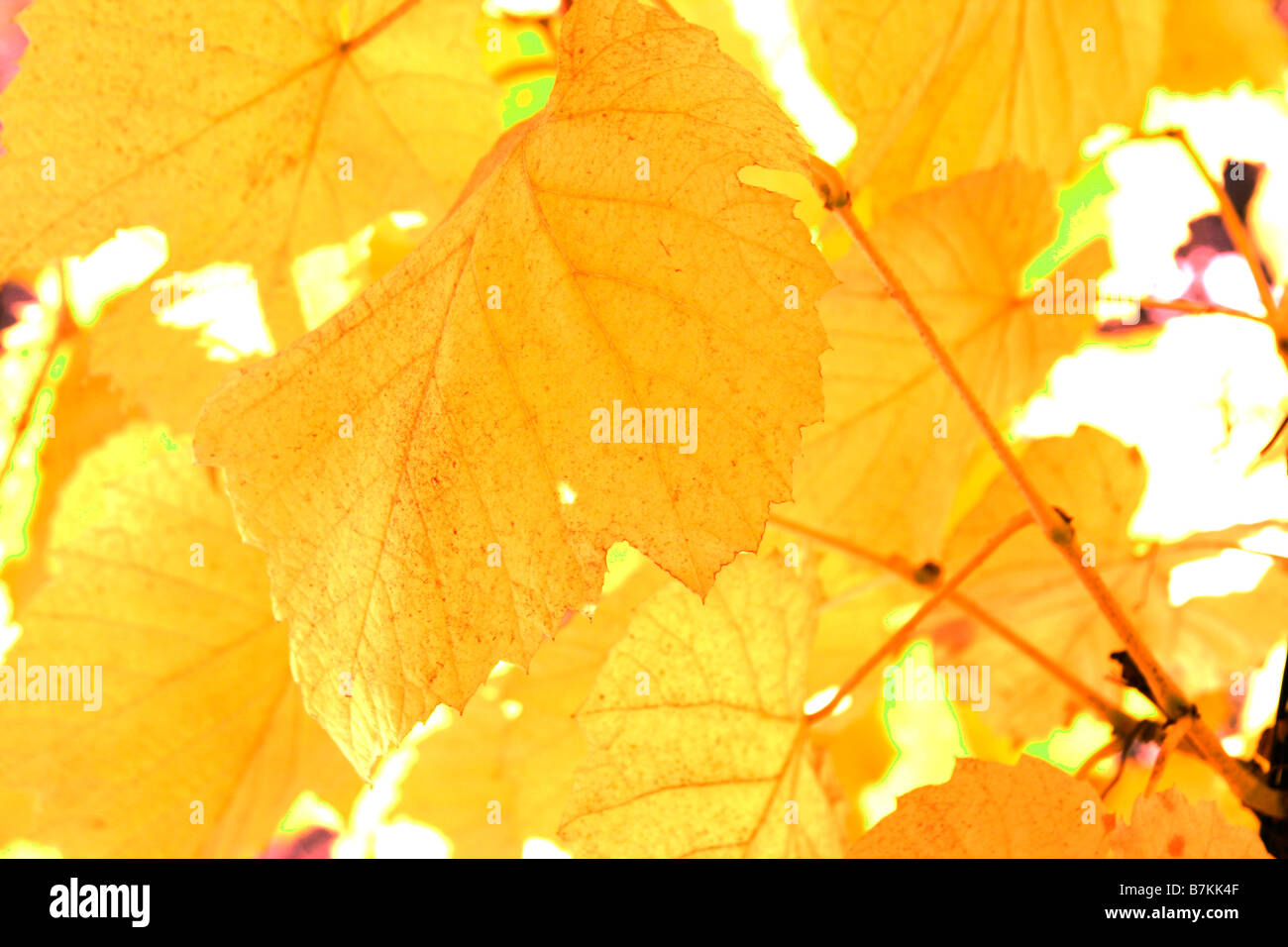 Bright yellow forms hi-res stock photography and images - Alamy