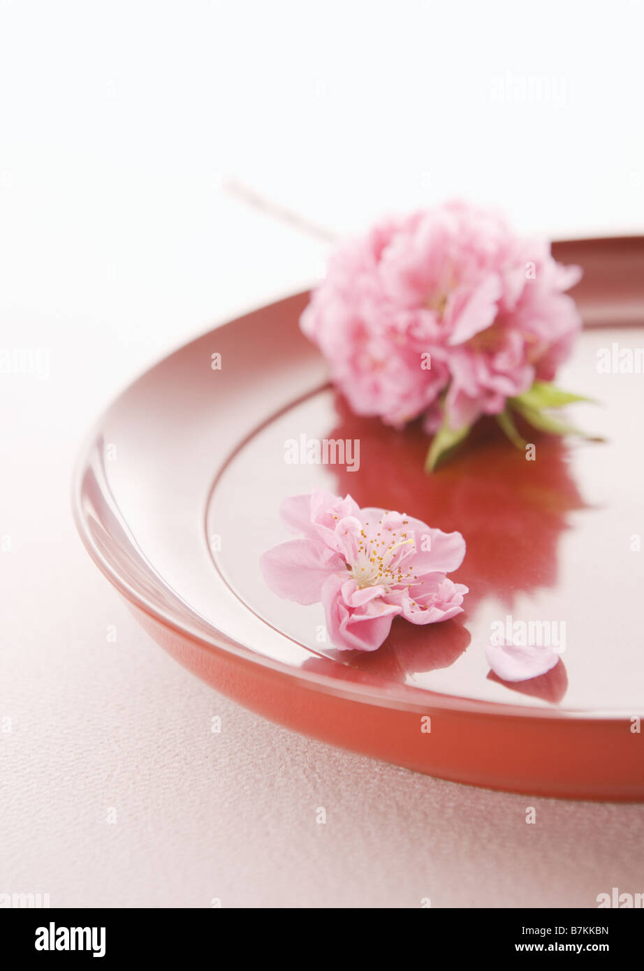 Double cherry blossom hi-res stock photography and images - Alamy