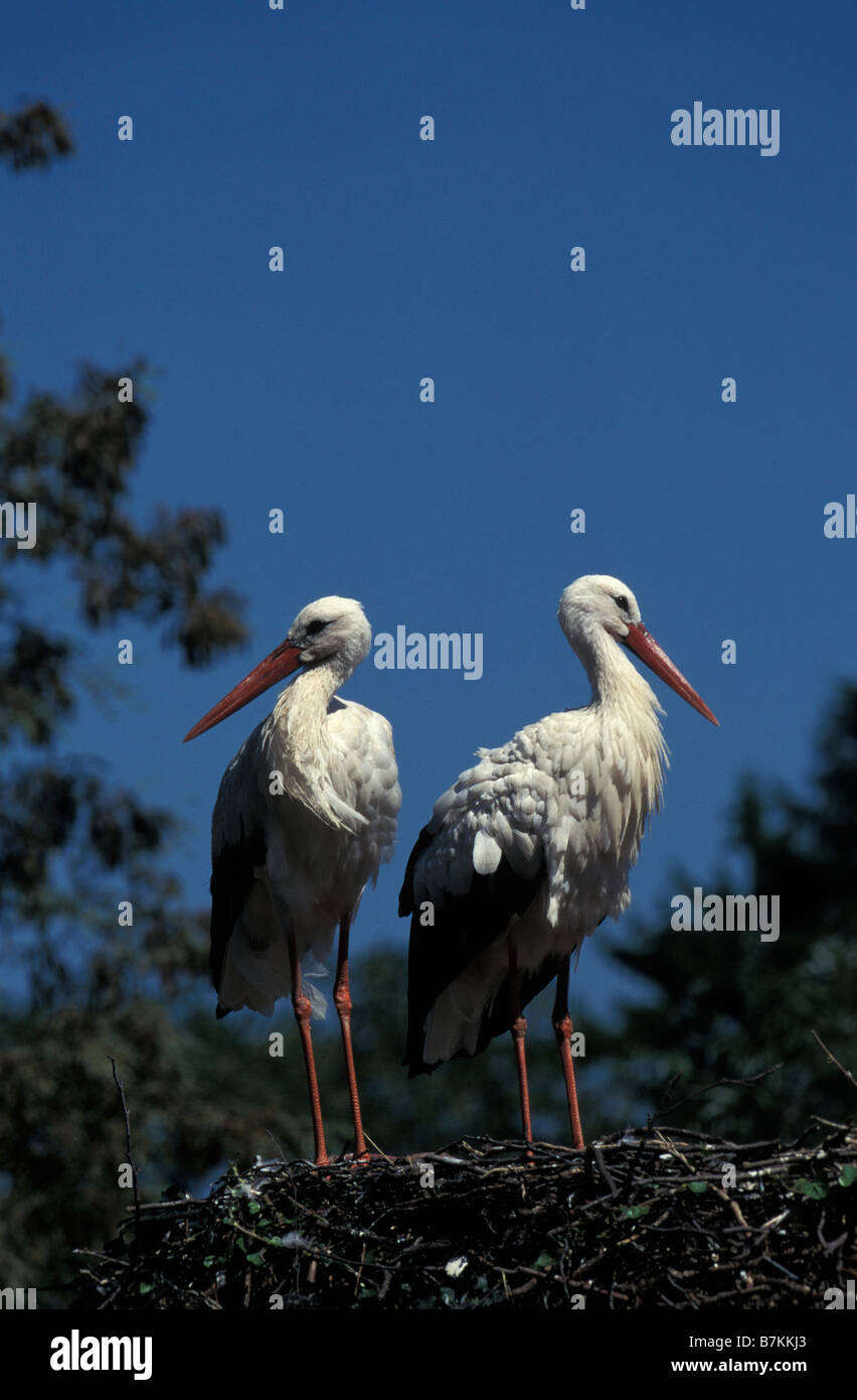 cigogne blanche White Stork Ciconia ciconia Africa Afrika animals Aves ...