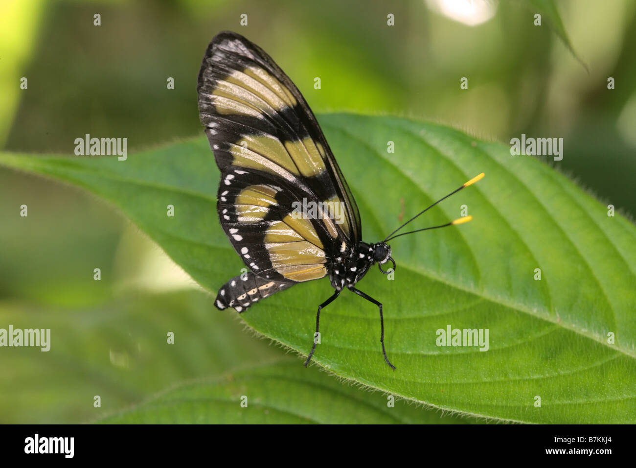 Insect insects wildlife panama hi-res stock photography and images - Alamy