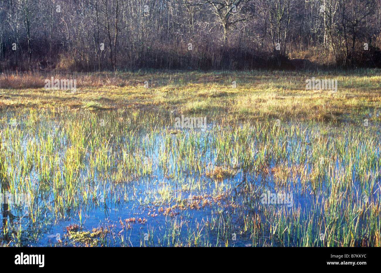Winter Fenland scene of Common sedge bog in front of sunlit bare oak ...