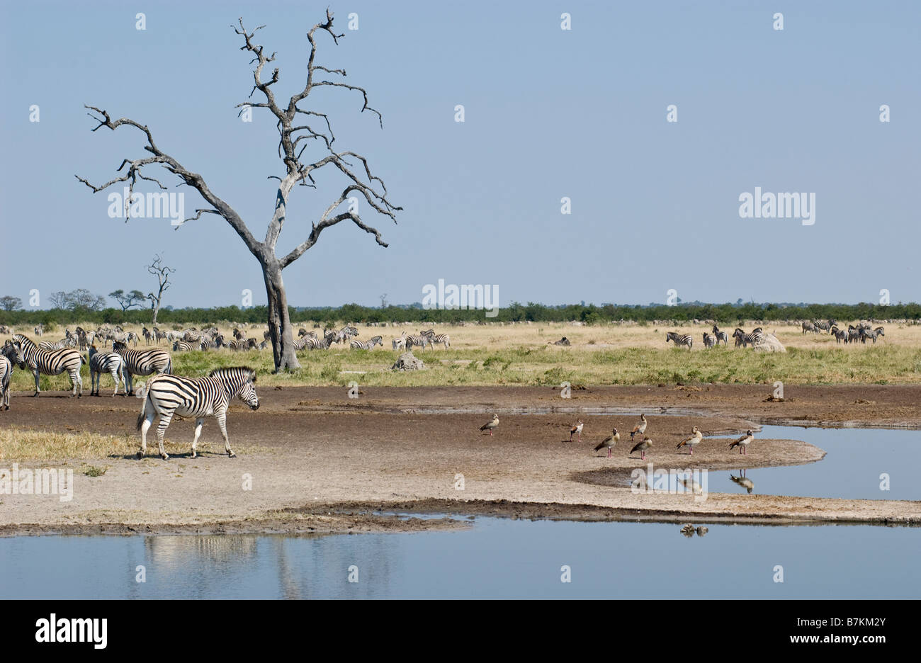 Marsh game hi-res stock photography and images - Alamy
