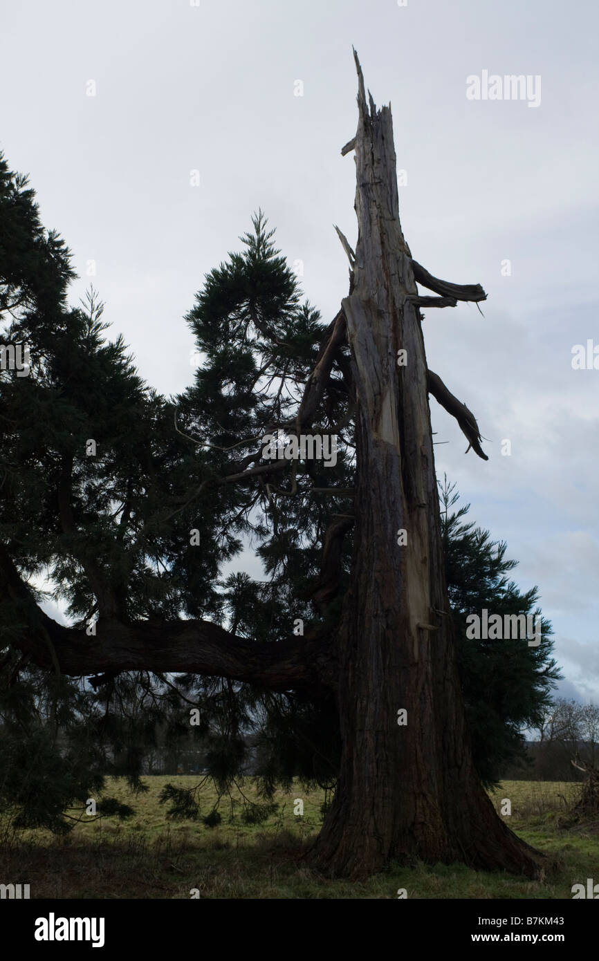 Tree struck by lightning hi-res stock photography and images - Alamy