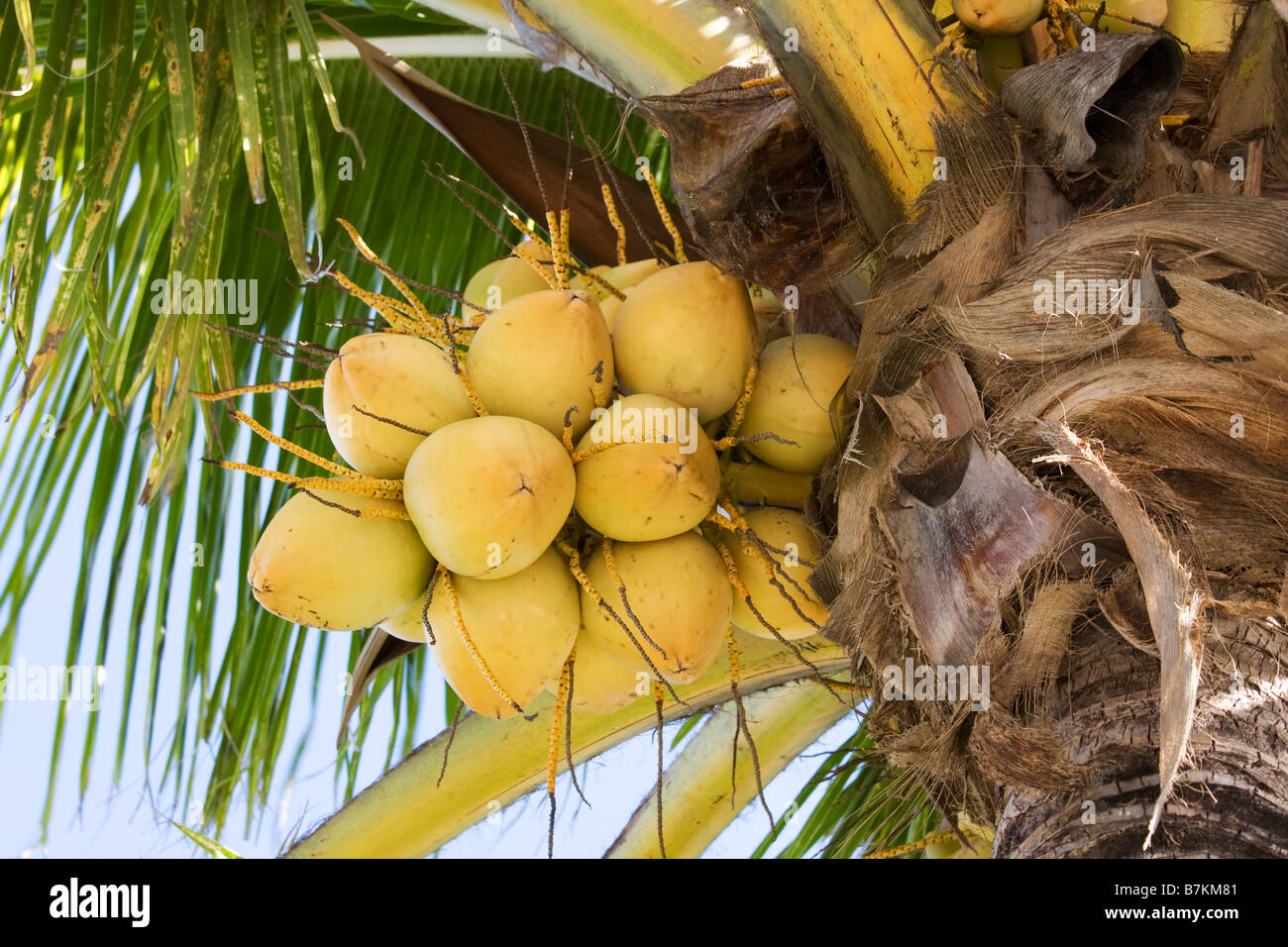 yellow coconuts in a bunch growing on palm treeon Stock Photo - Alamy