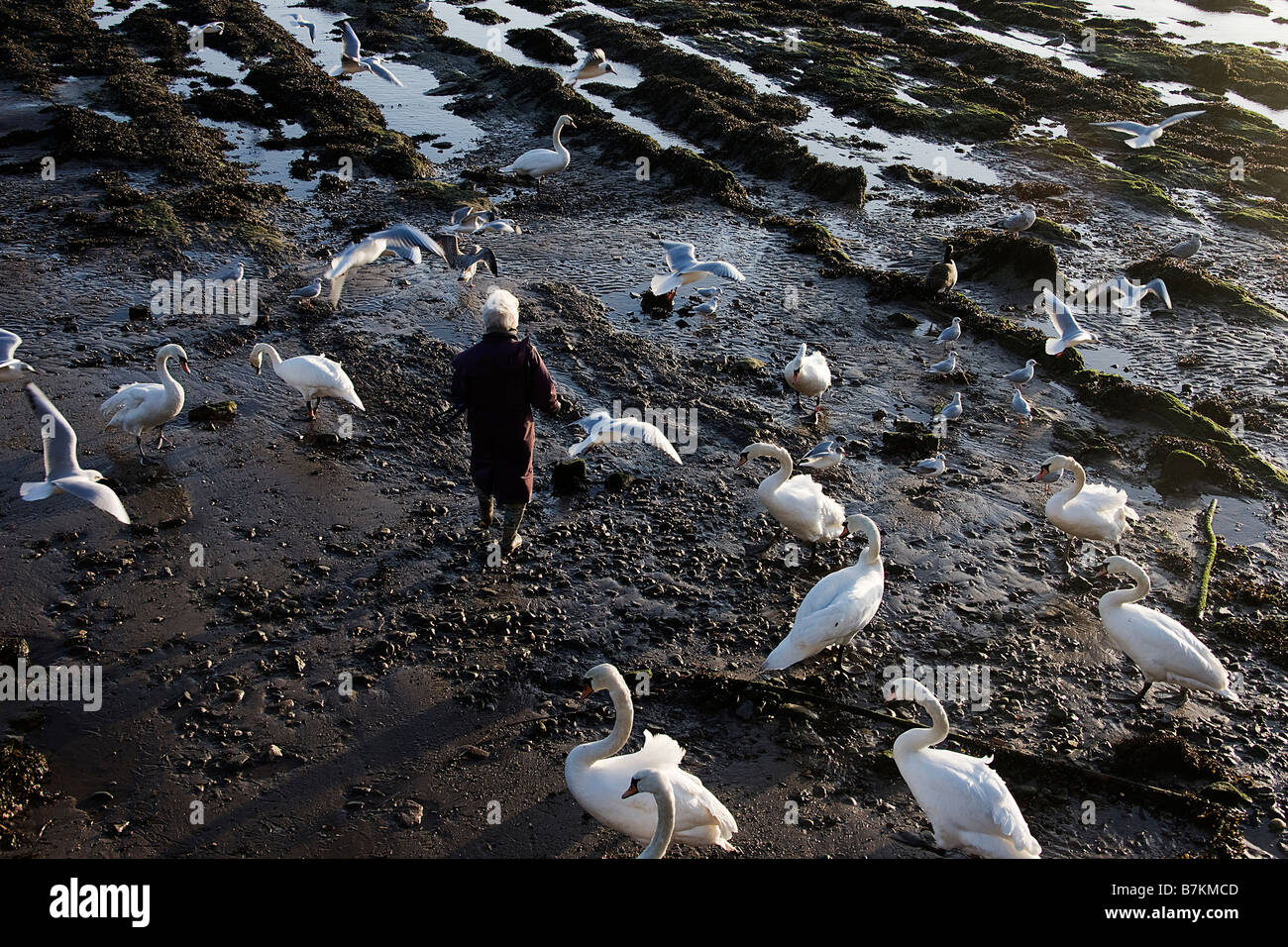 Berwick on tweed birds hi-res stock photography and images - Alamy