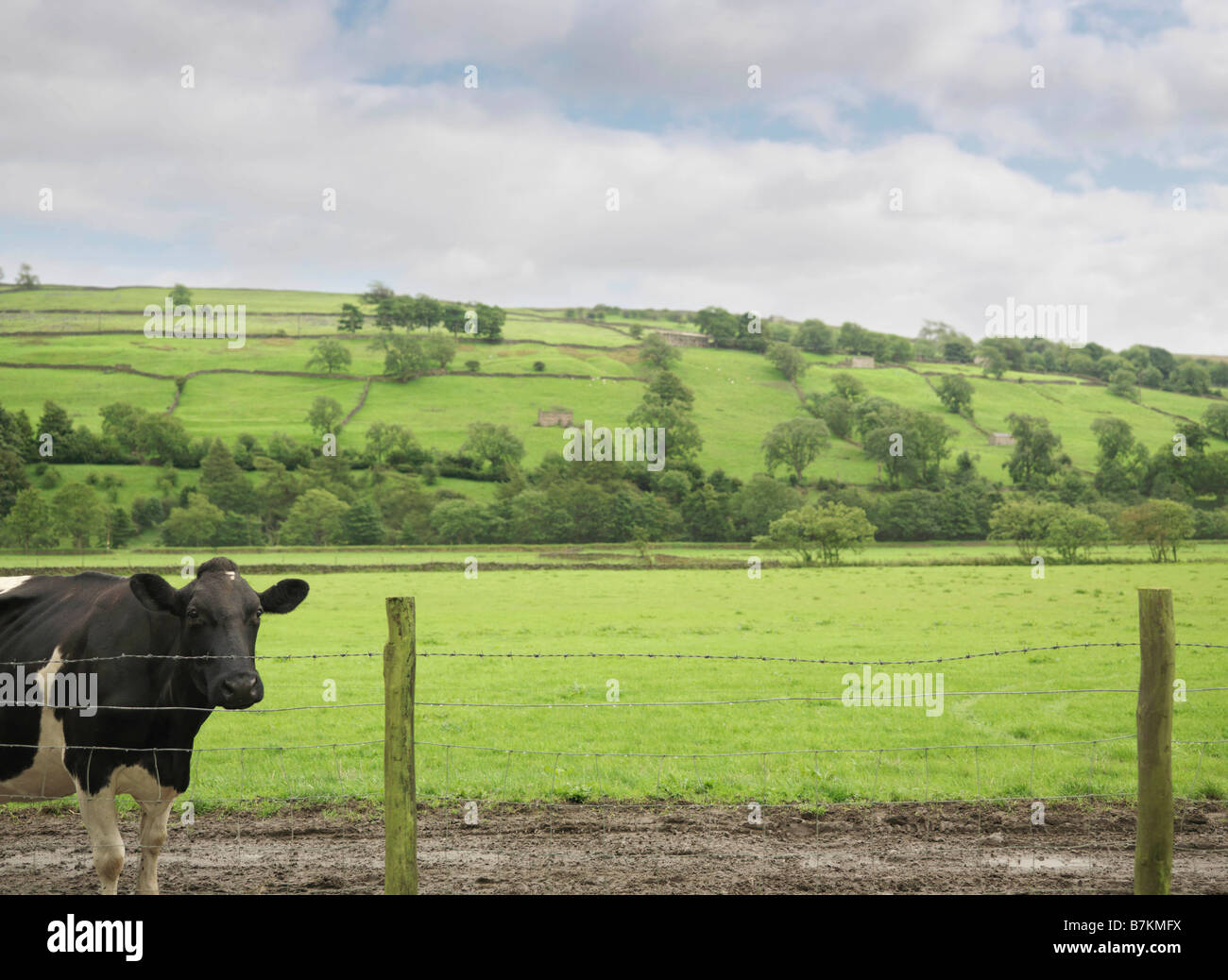 Cow cow cow hi-res stock photography and images - Alamy