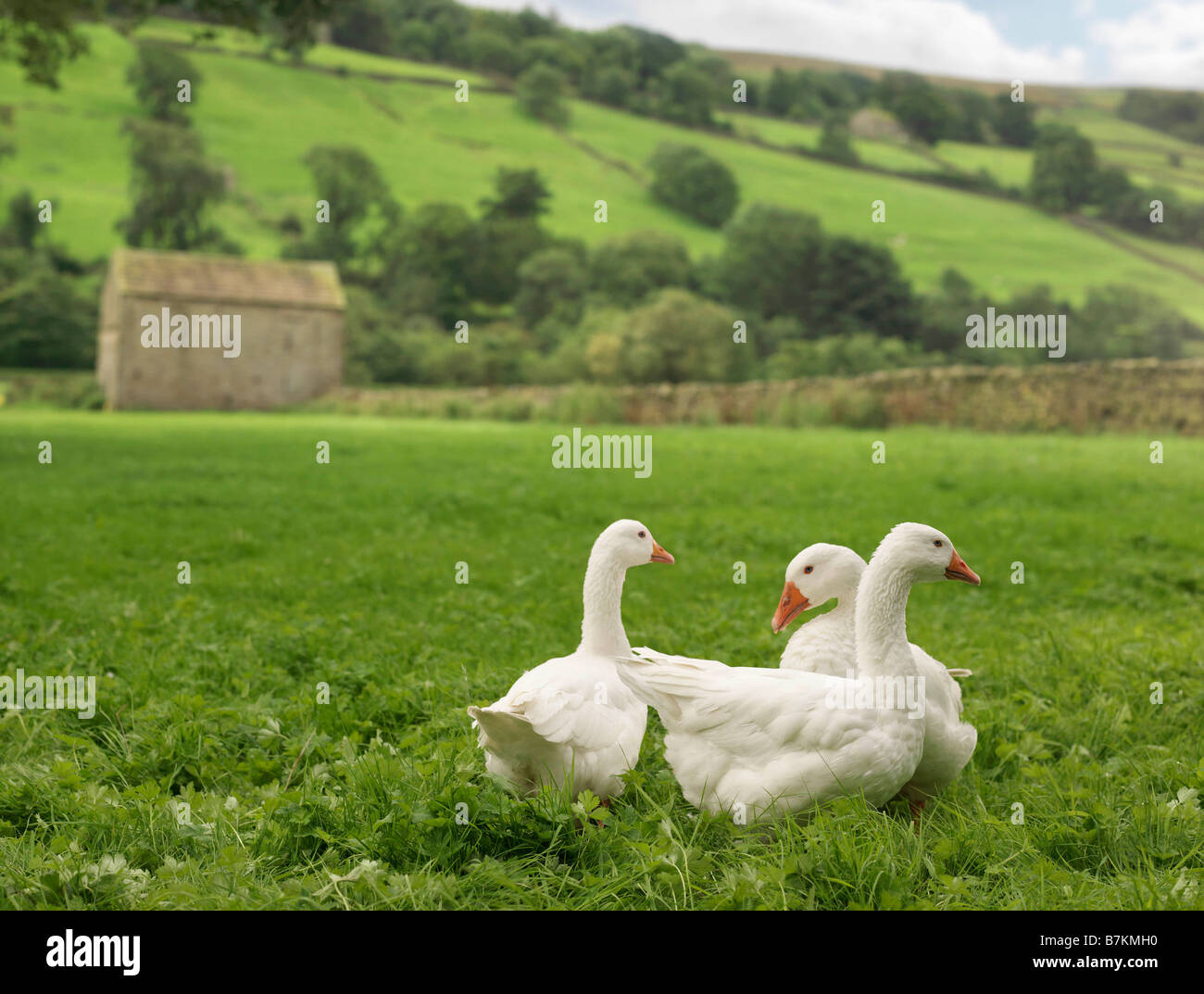 Field Of Geese High Resolution Stock Photography and Images - Alamy